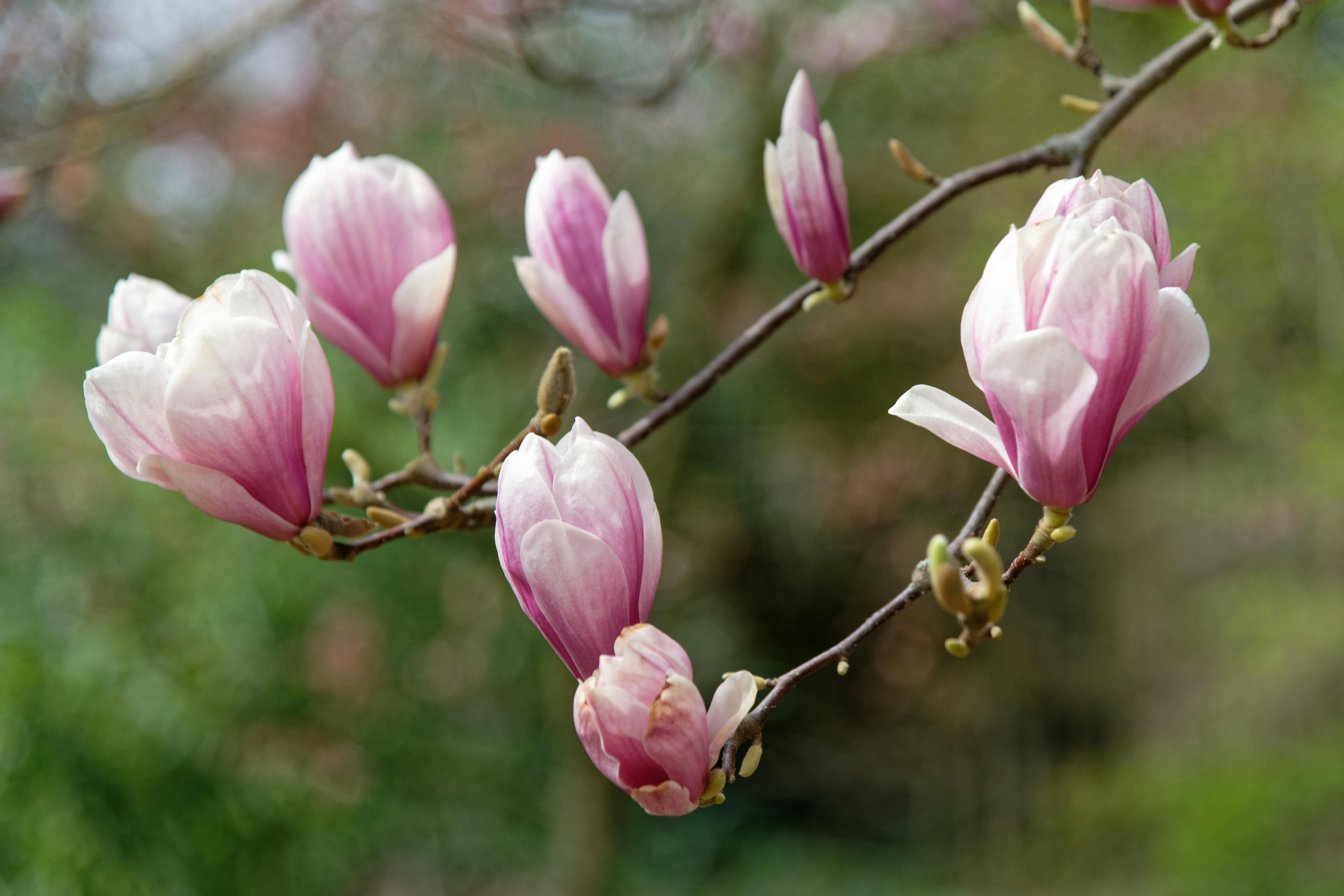 A Close-Up Shot of Chinese Magnolia Flowers · Free Stock Photo