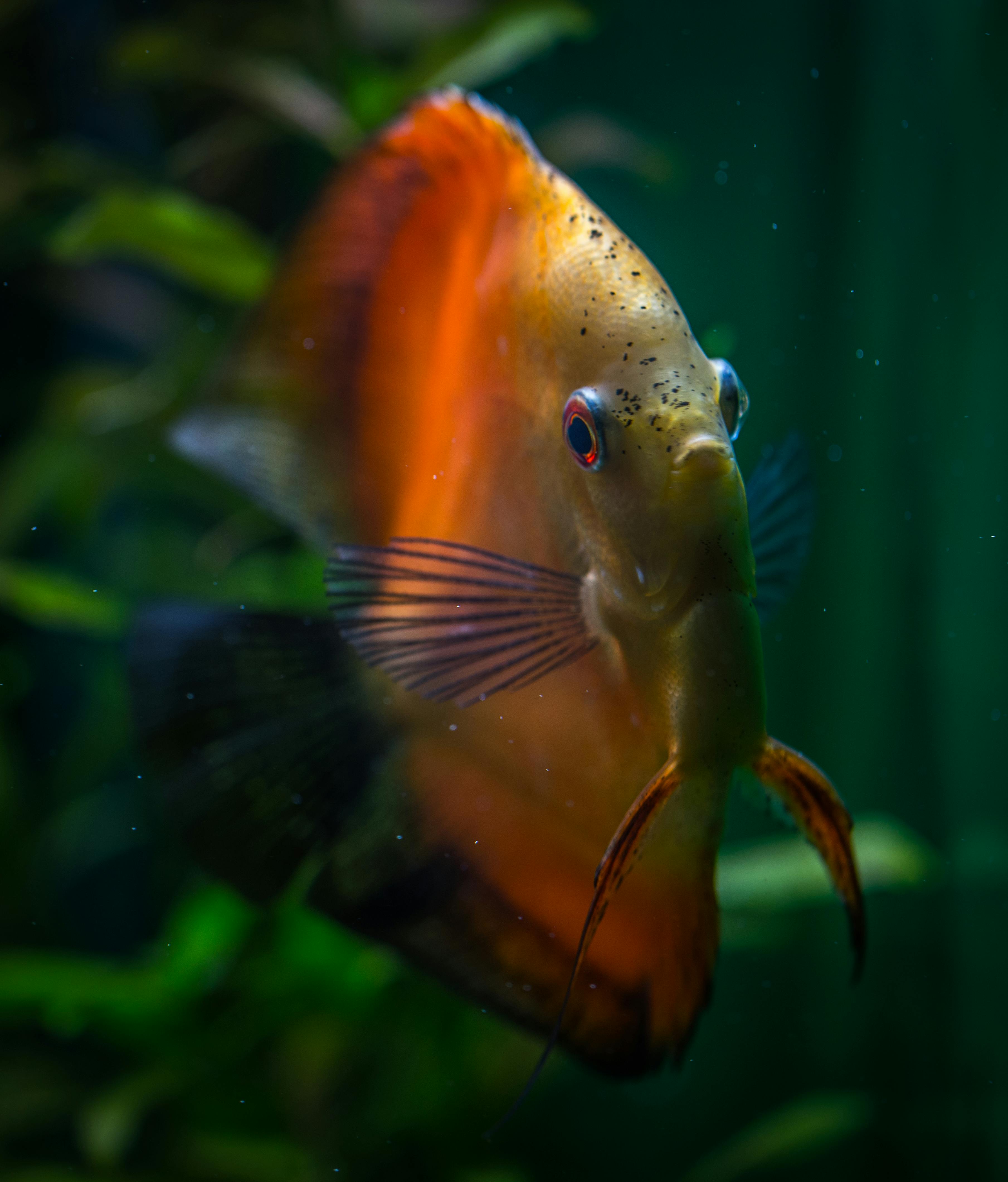 Free stock photo of fish