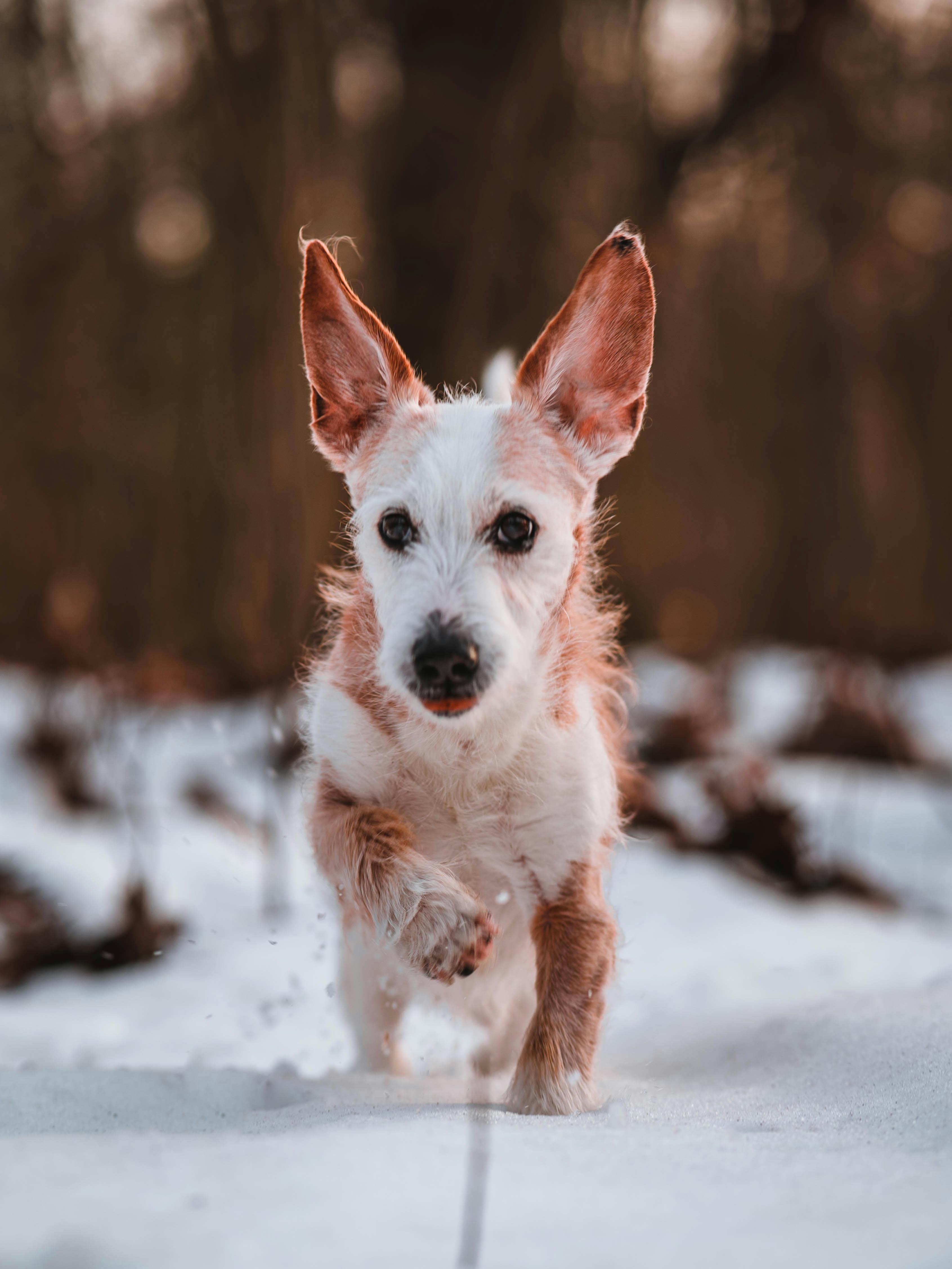 Winter Dog Background Photos, Download The BEST Free Winter Dog ...