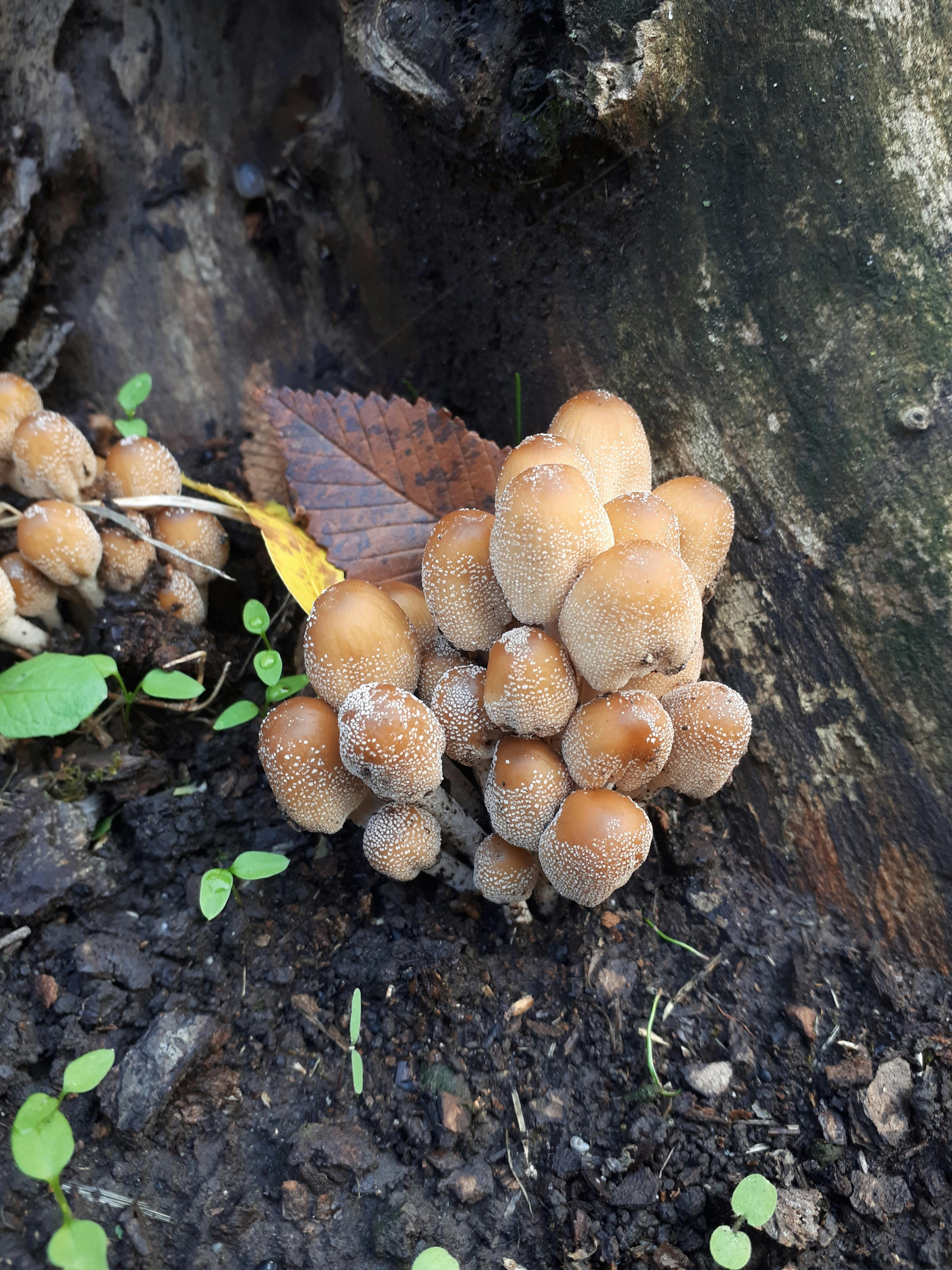 Close-Up Photo of Fungi · Free Stock Photo