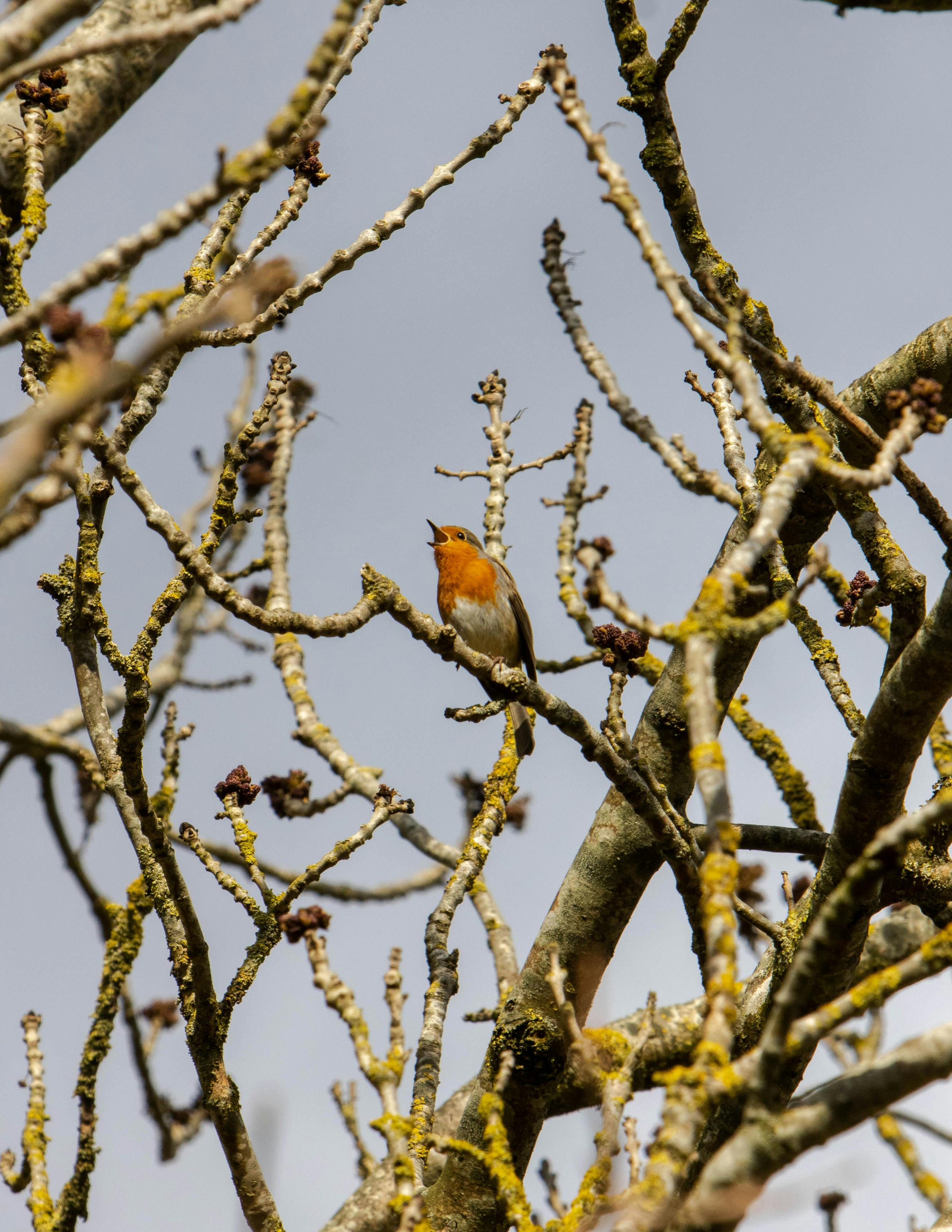 European Robin Eating the Food Hanging on the Twig · Free Stock Photo
