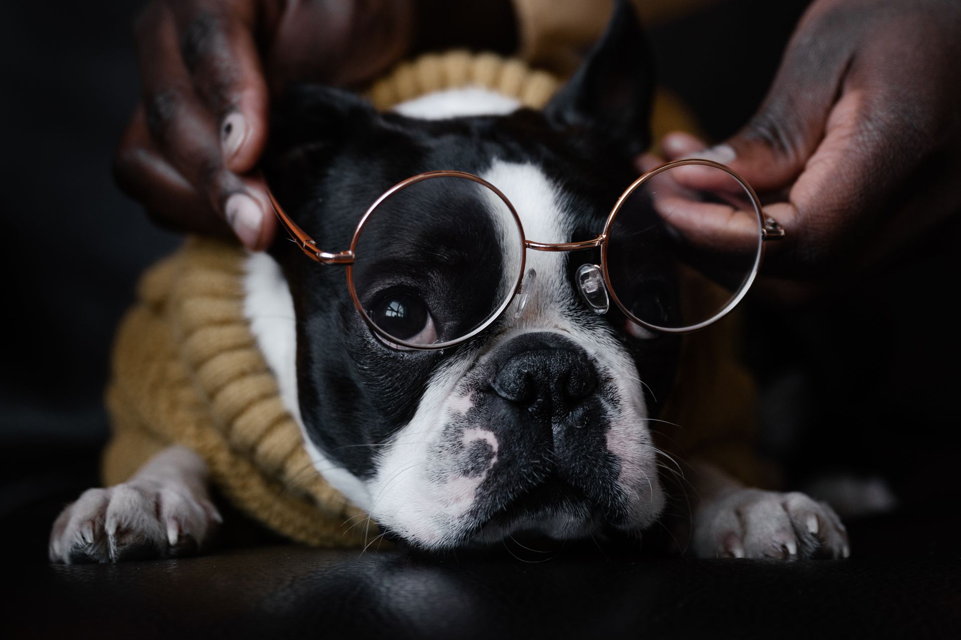Choosing the Right Dog Vision Glasses for Your Pet: A Guide