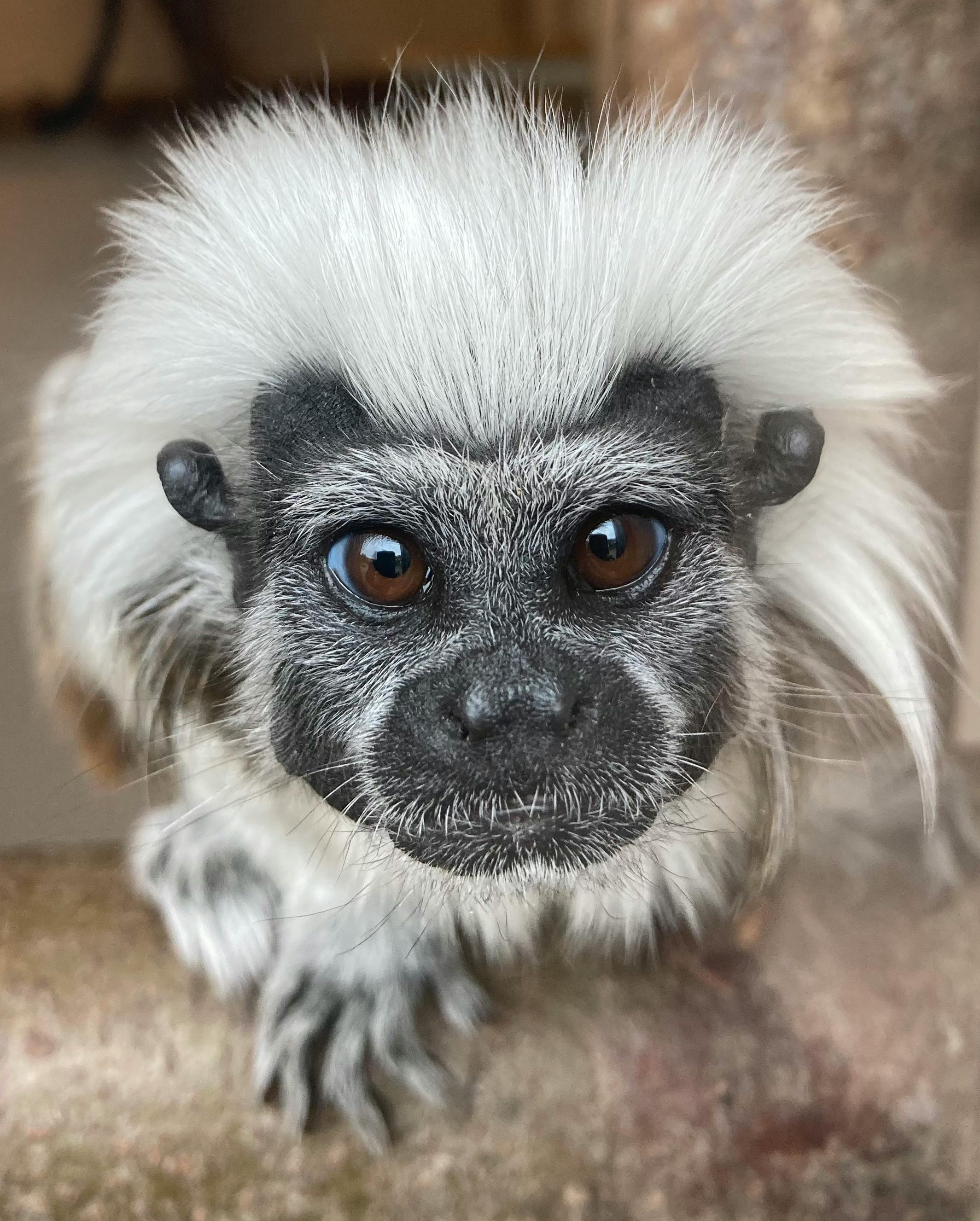 Close-up Photo of a Tamarind Monkey · Free Stock Photo