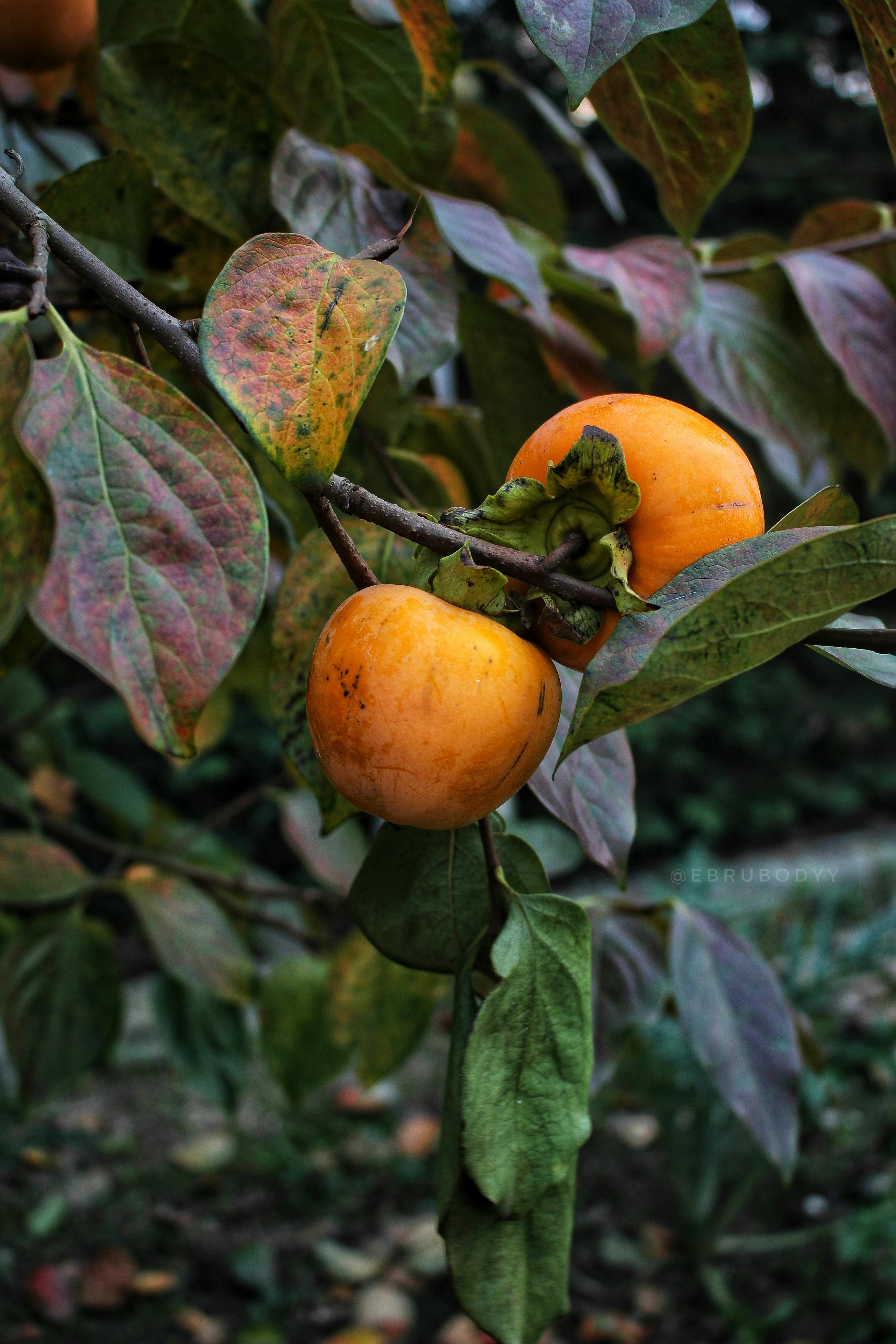 Branch with Persimmons · Free Stock Photo