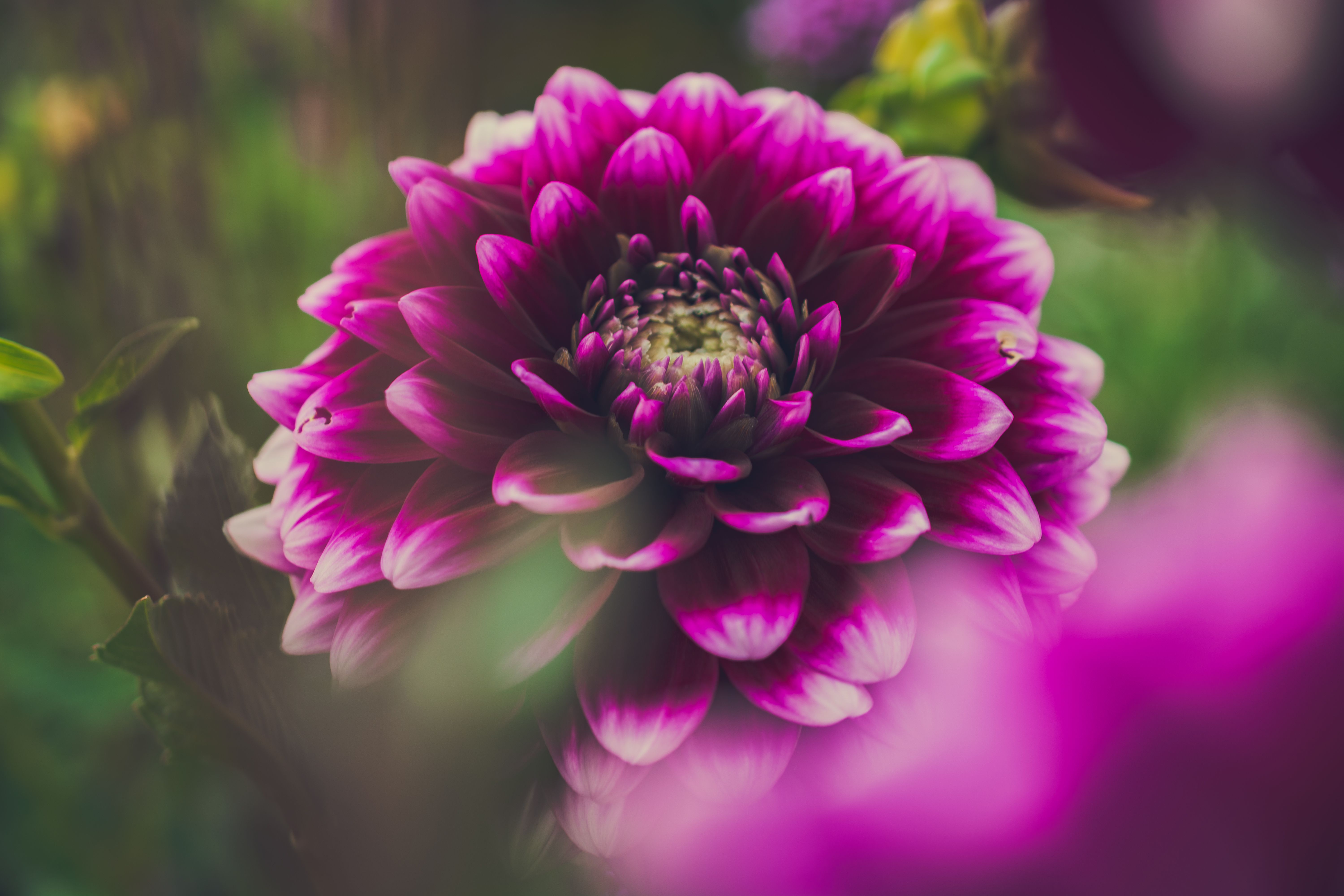 Close Up Photo of Dahlia · Free Stock Photo