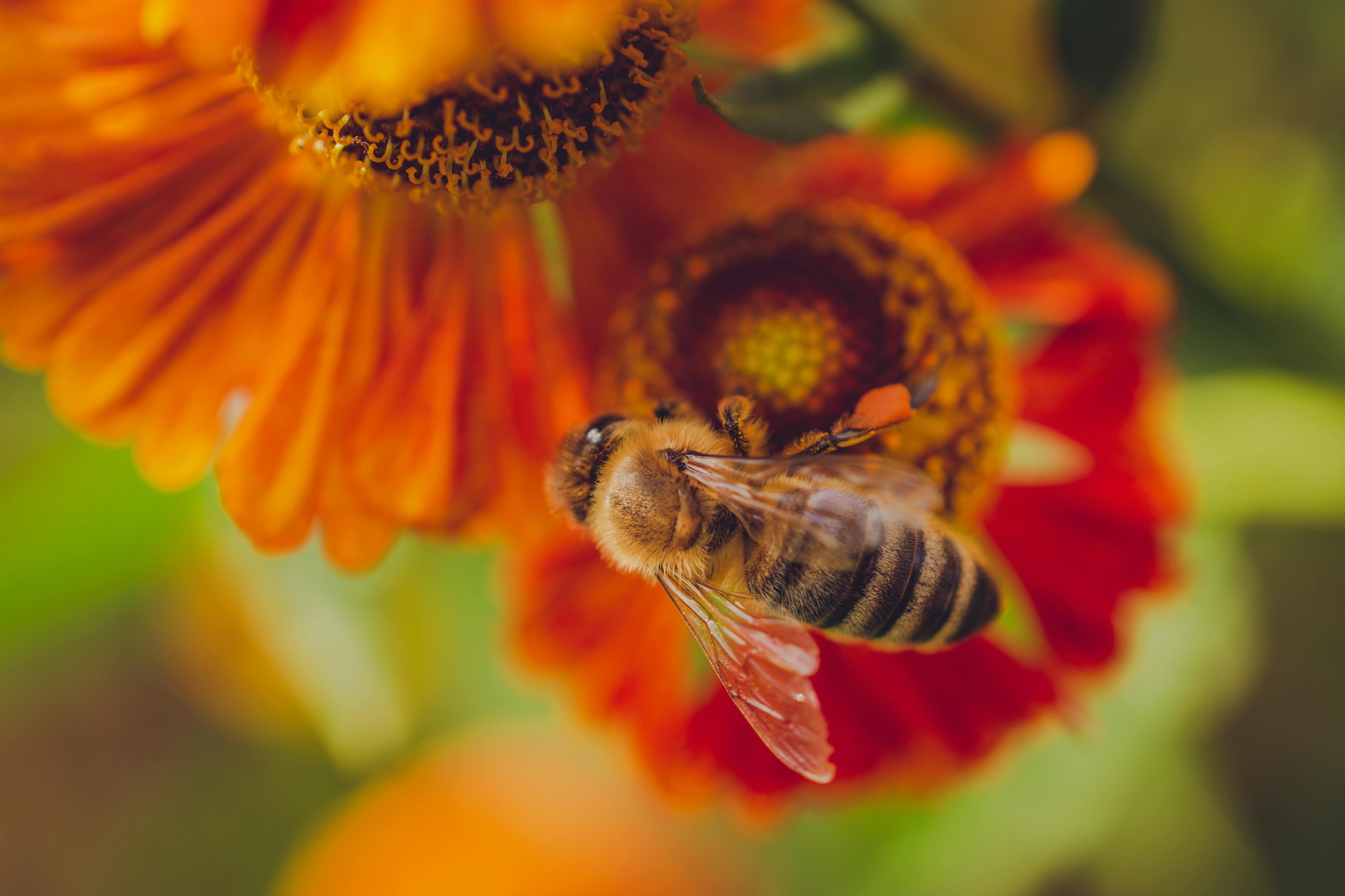 Close Up Photo of Bee on a Flower · Free Stock Photo