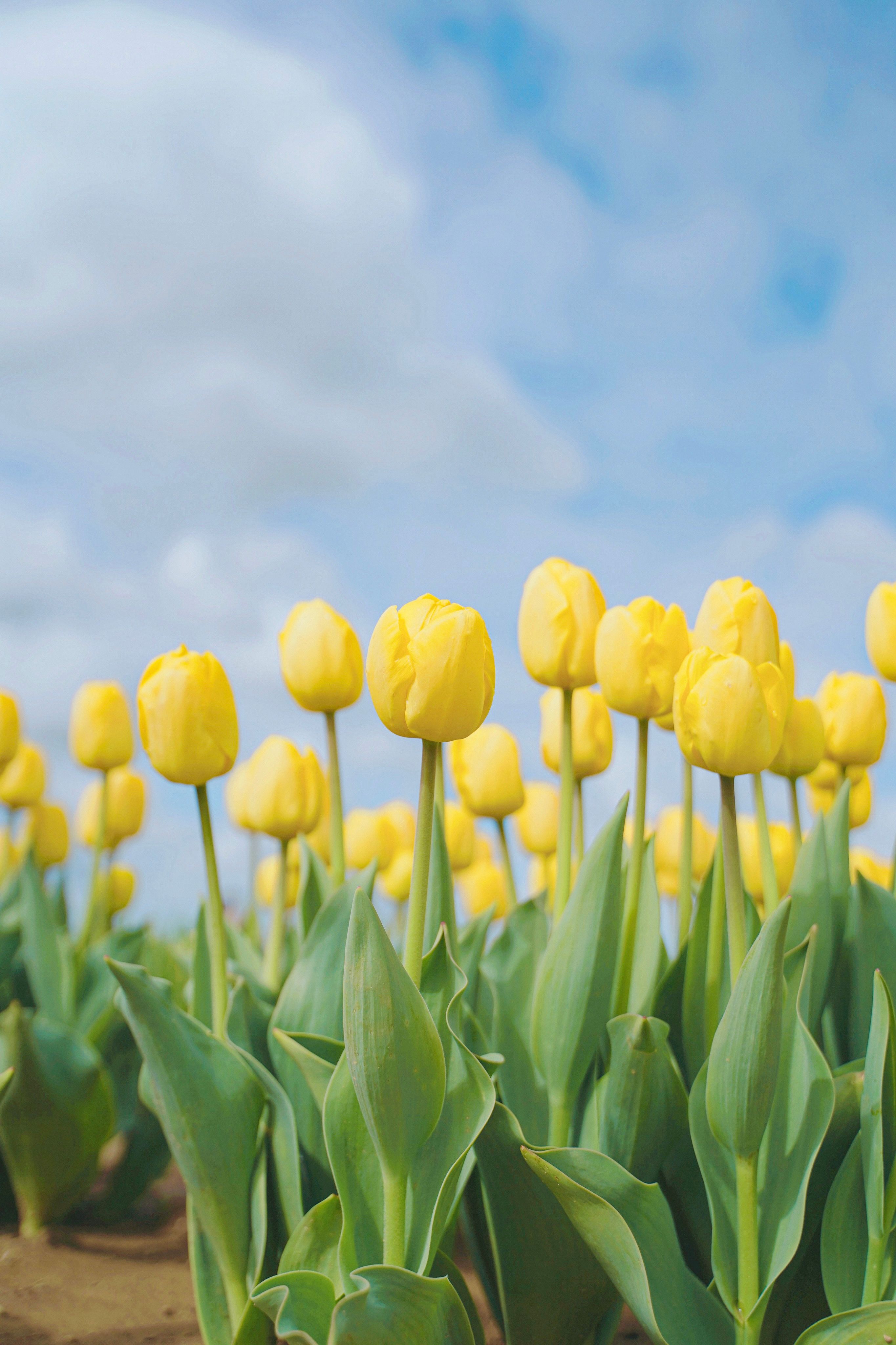 Yellow Tulips in Bloom · Free Stock Photo
