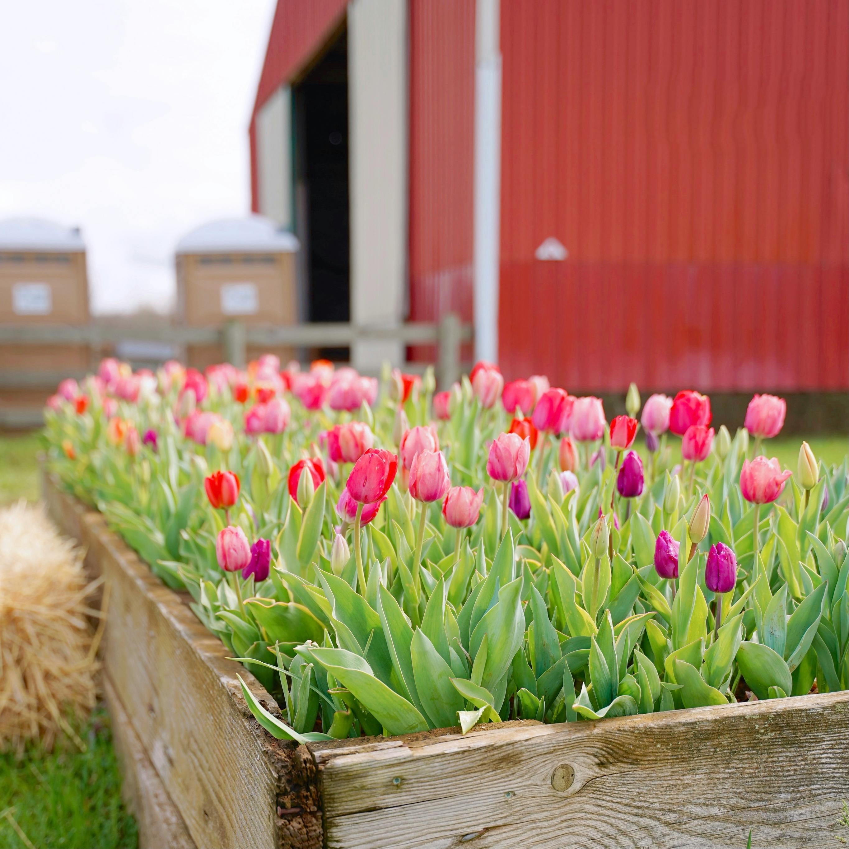 Tulips House Photos, Download The BEST Free Tulips House Stock Photos ...