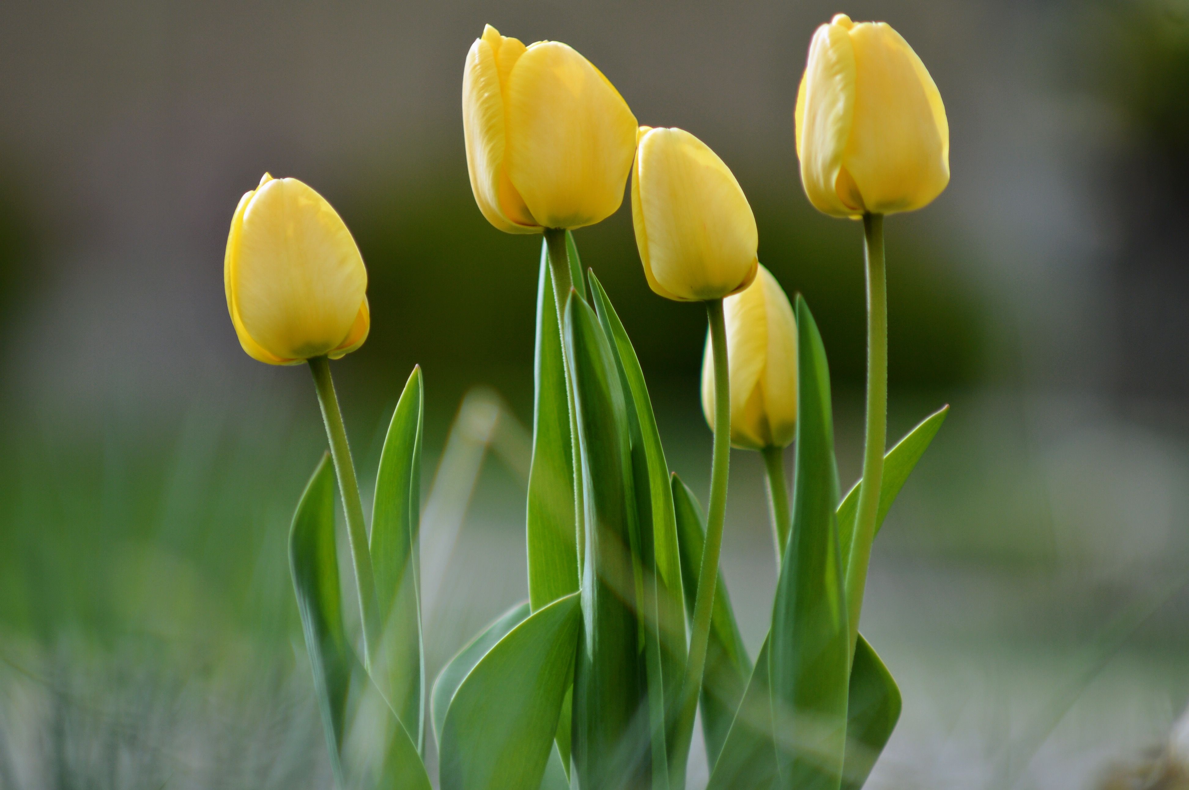 Yellow Tulips in Bloom · Free Stock Photo