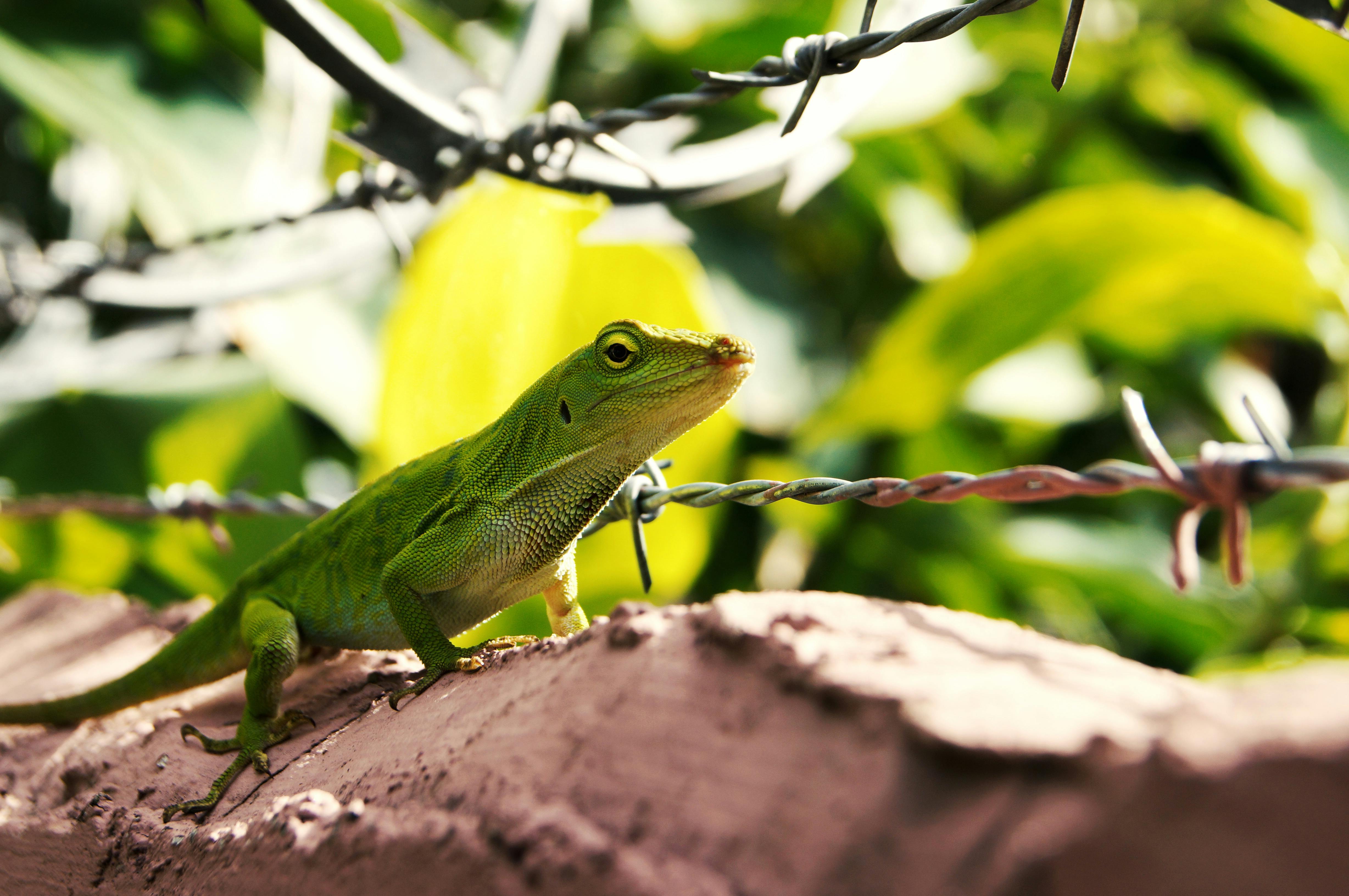 Free stock photo of barbed wire, gecko, green - Stock Image - Everypixel
