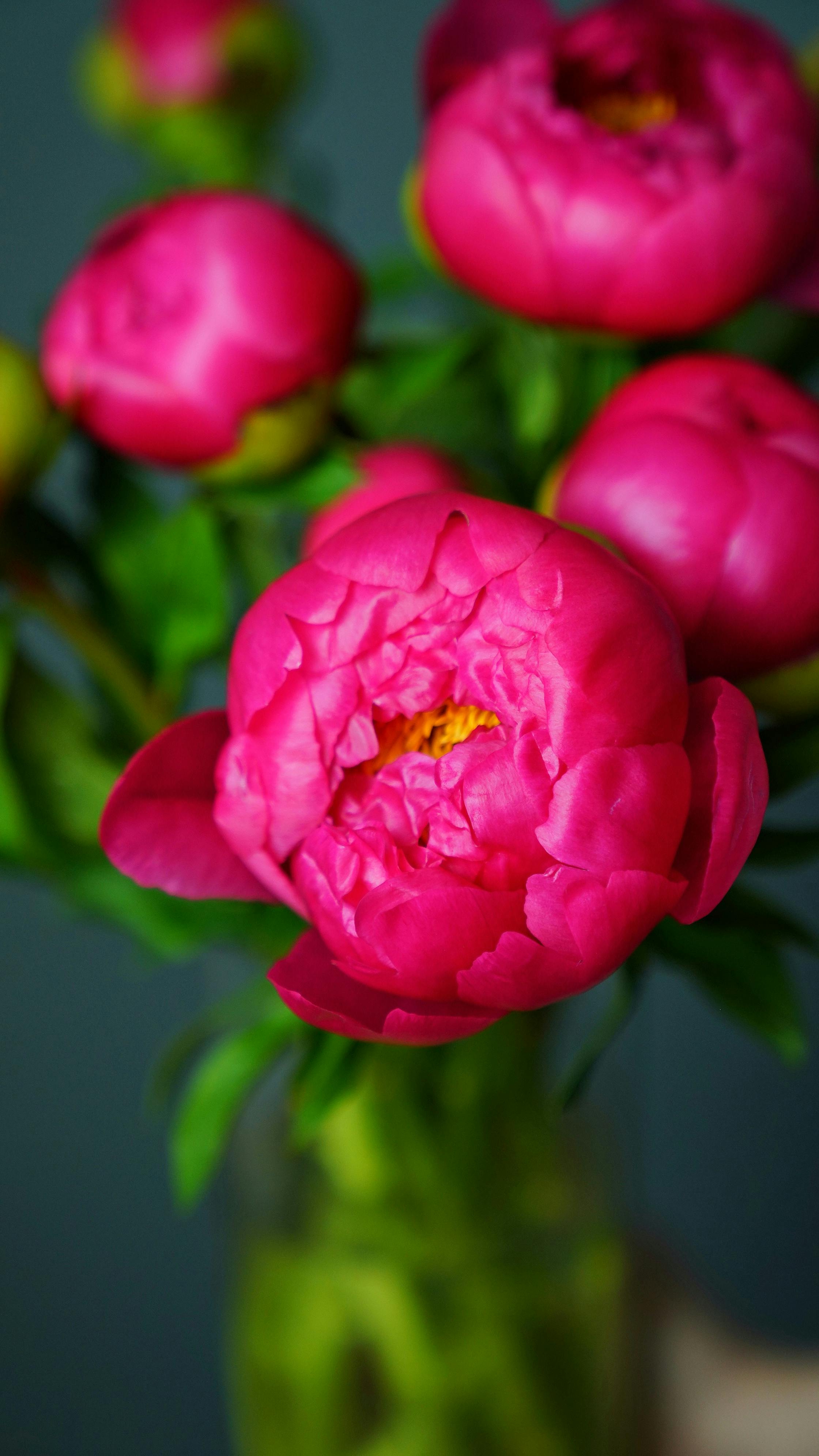 Peônias Rosa Brilhante Em Um Vaso Perto De Uma Placa Ornamental Na Mesa ...