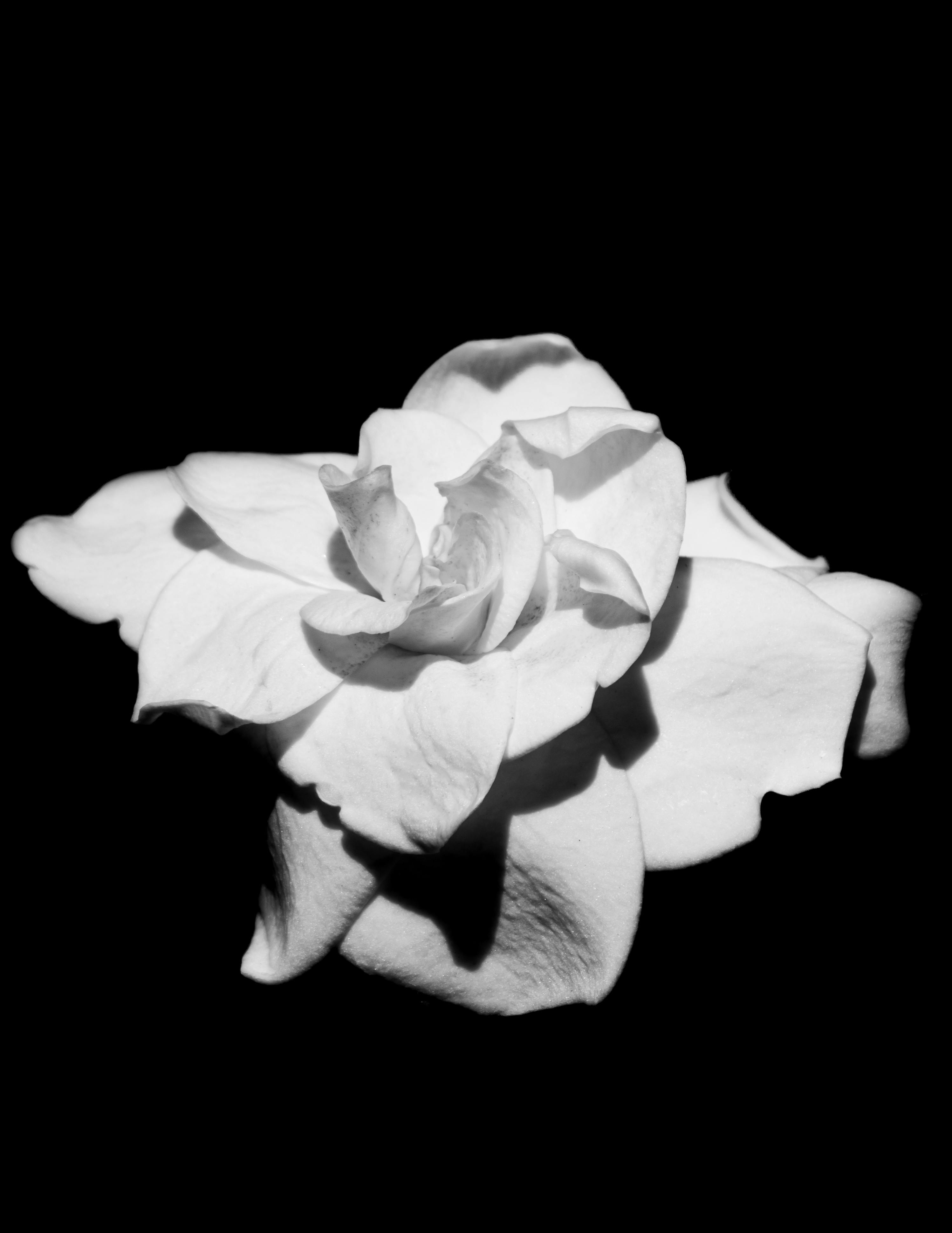 Grayscale Photography of Rose · Free Stock Photo