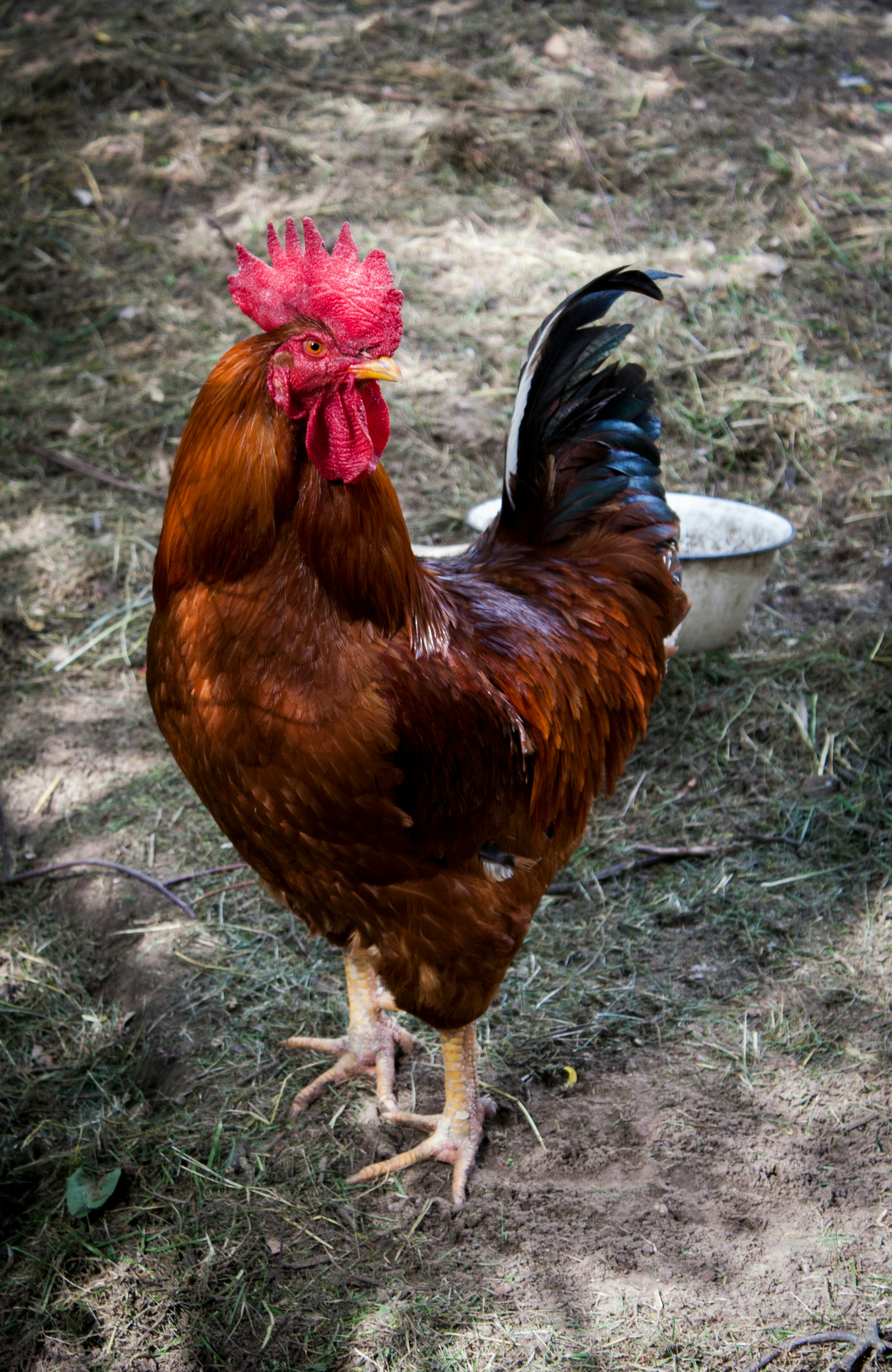 Close-Up Shot of a Rooster Standing · Free Stock Photo