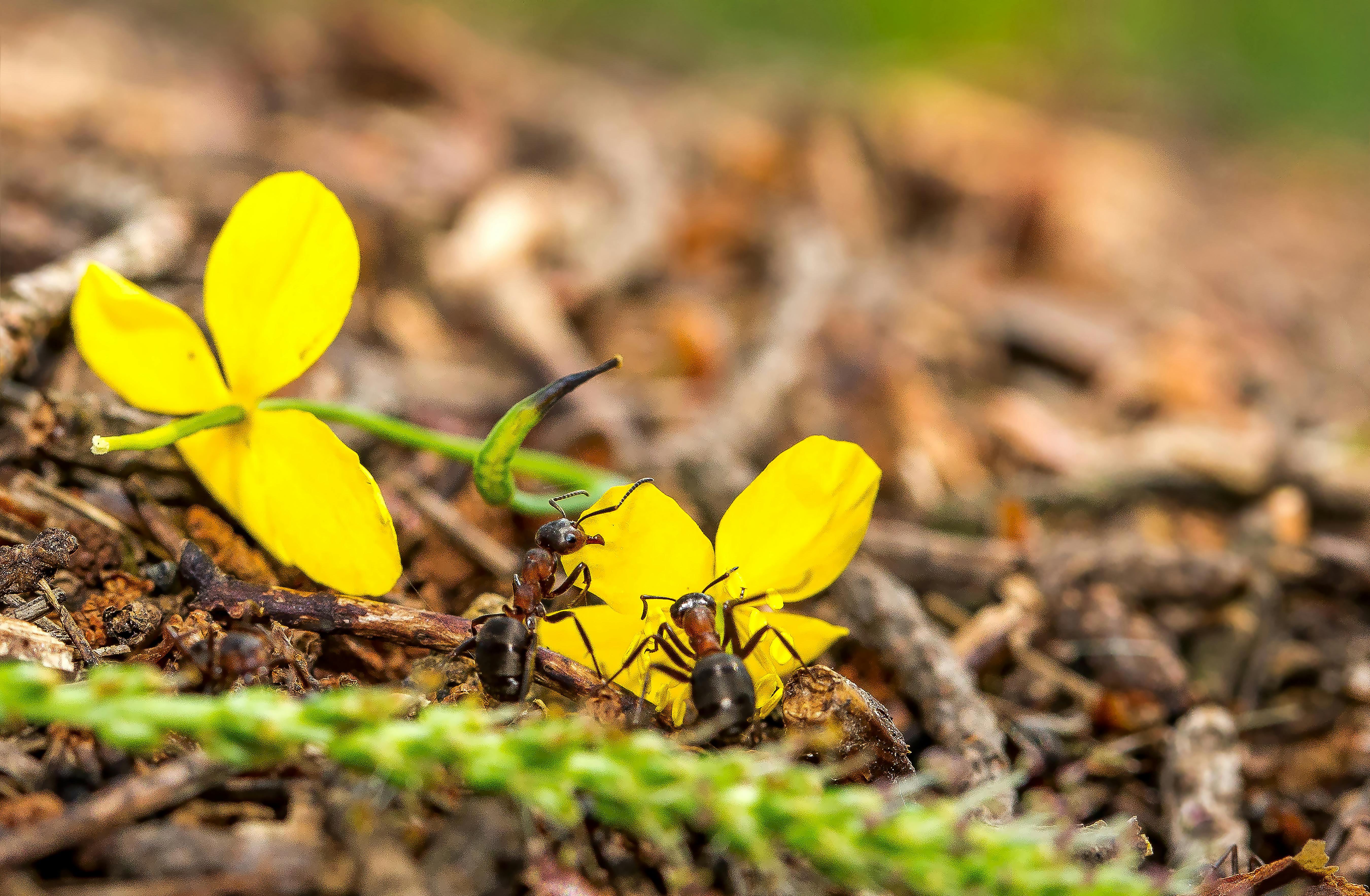A Close-Up Shot of Ants · Free Stock Photo
