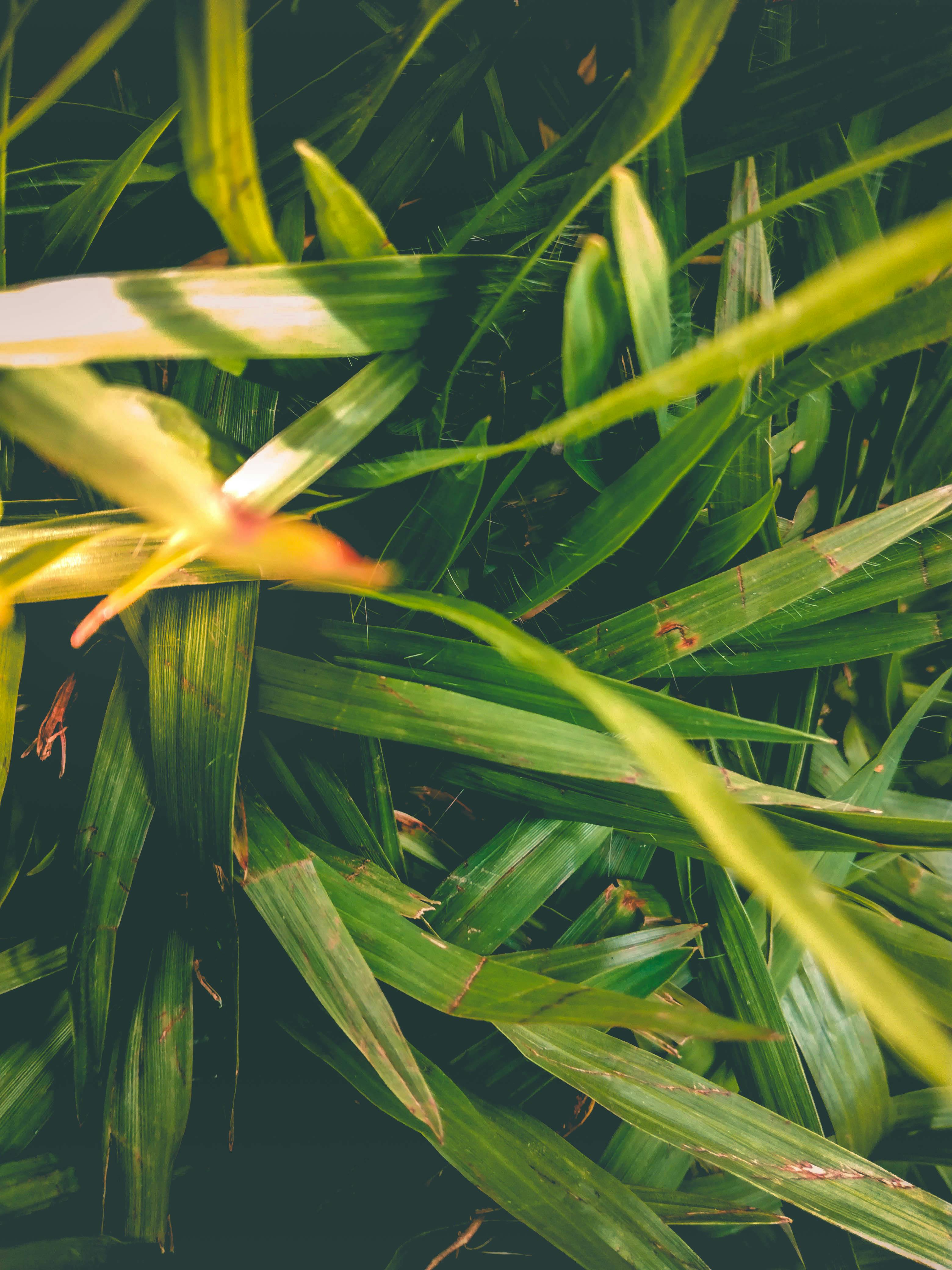 Avindu - Fotografía