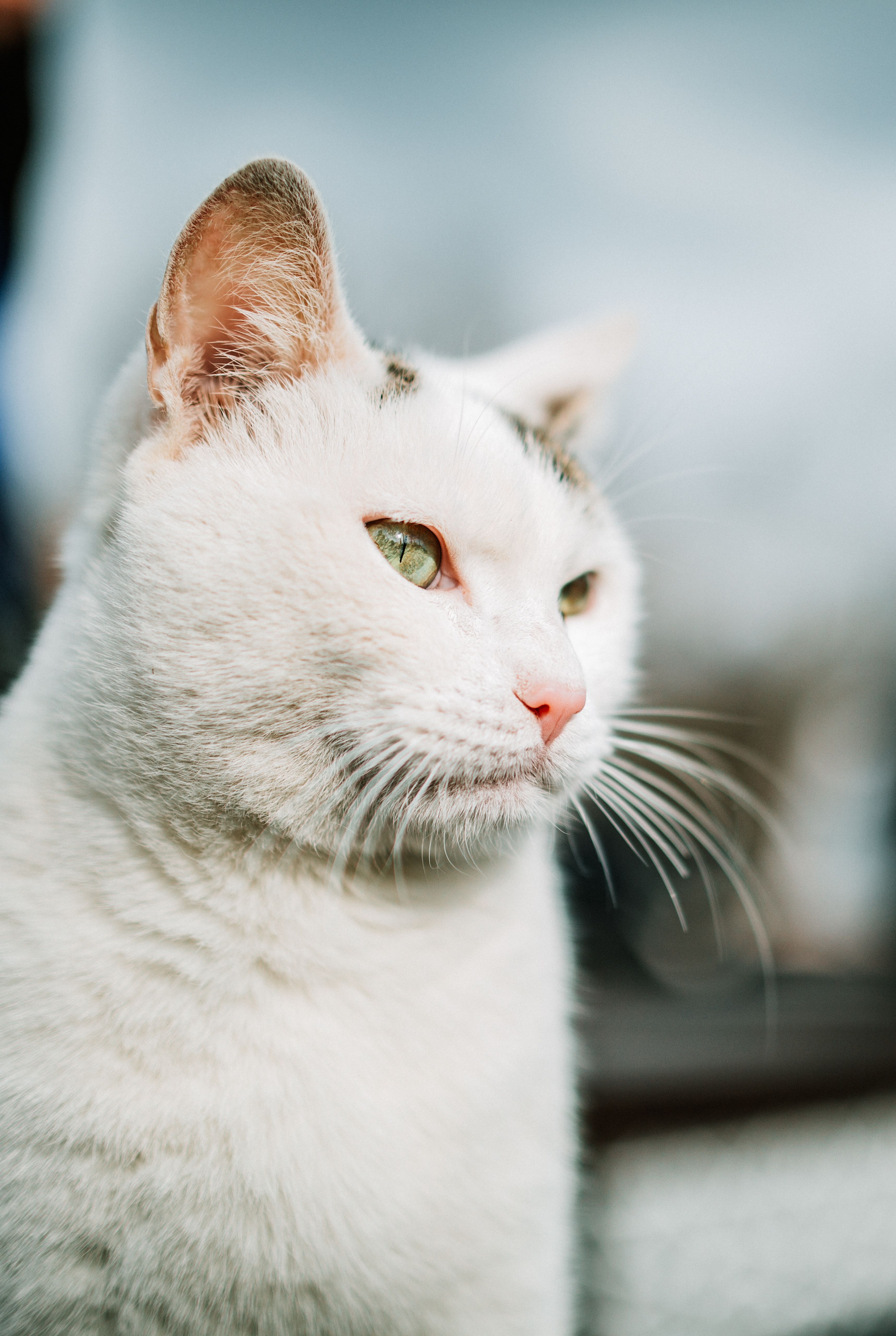 Cute cat on soft blanket · Free Stock Photo