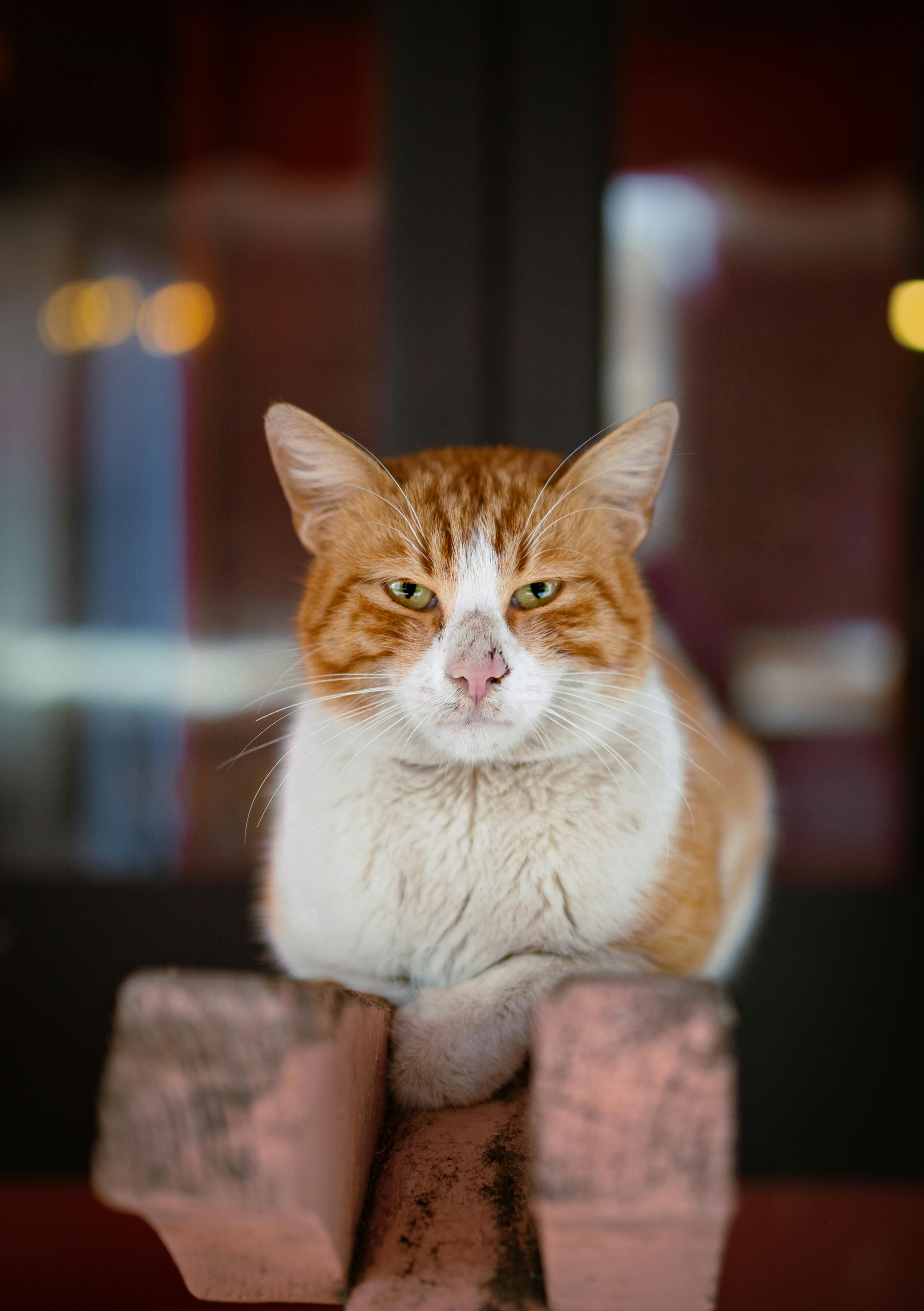 Cute homeless cat on street · Free Stock Photo