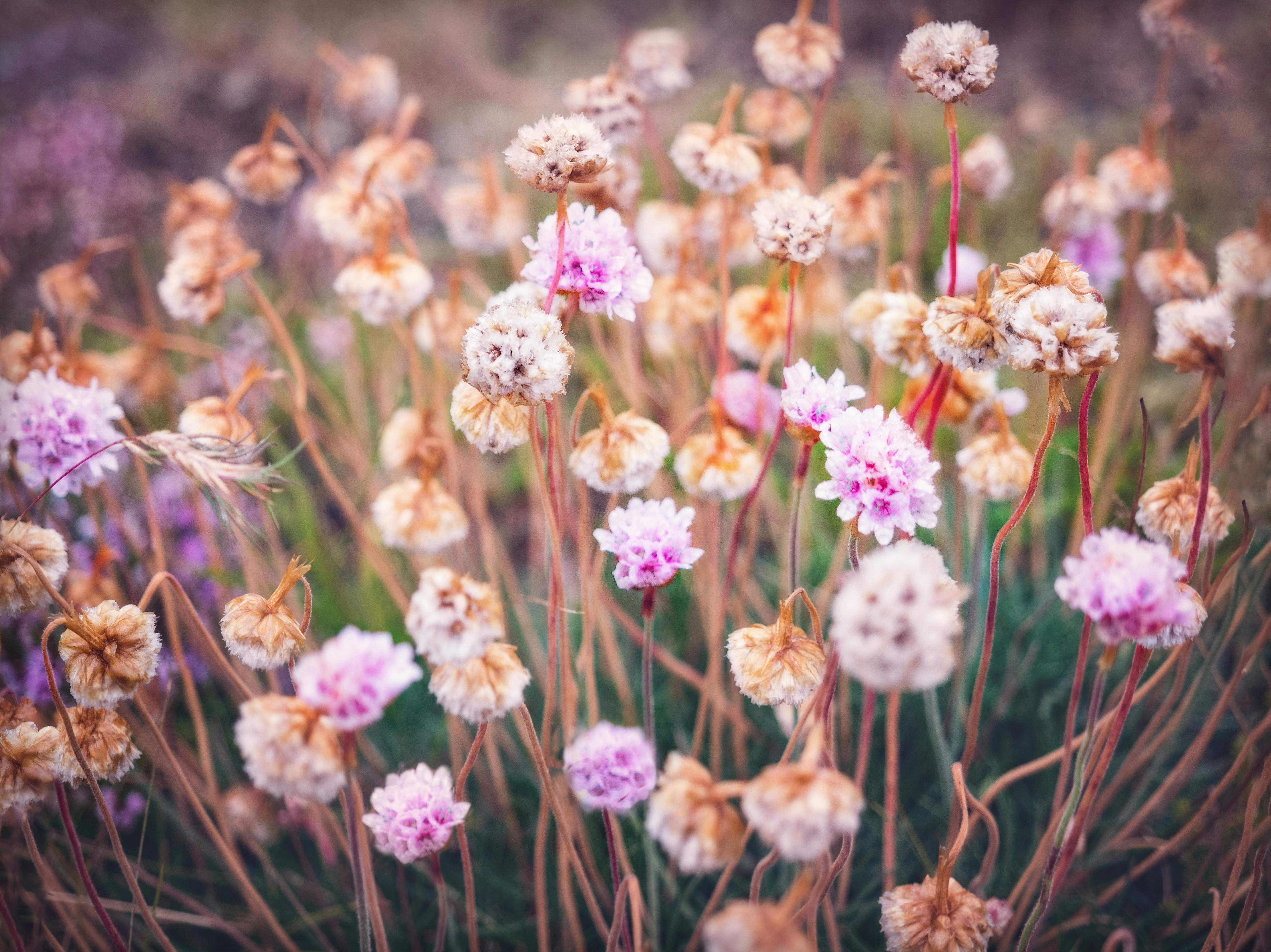 Pink Sea Thrift Flowers · Free Stock Photo