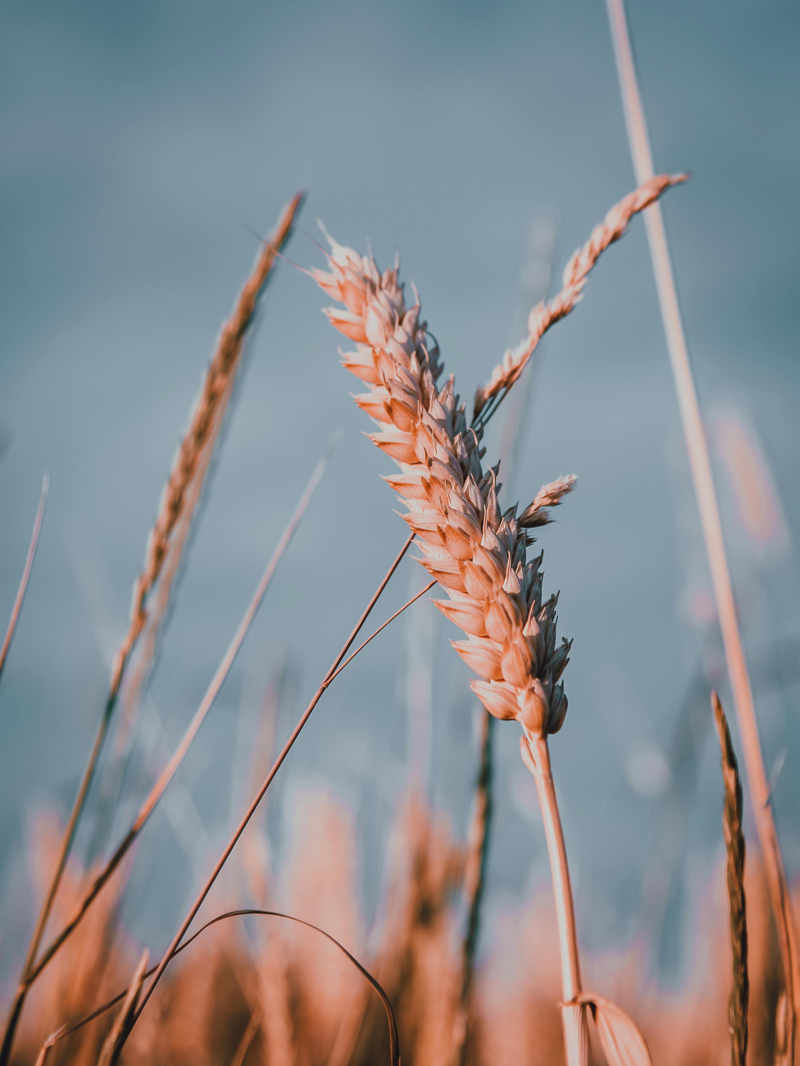 Close Up Photography of Rye · Free Stock Photo