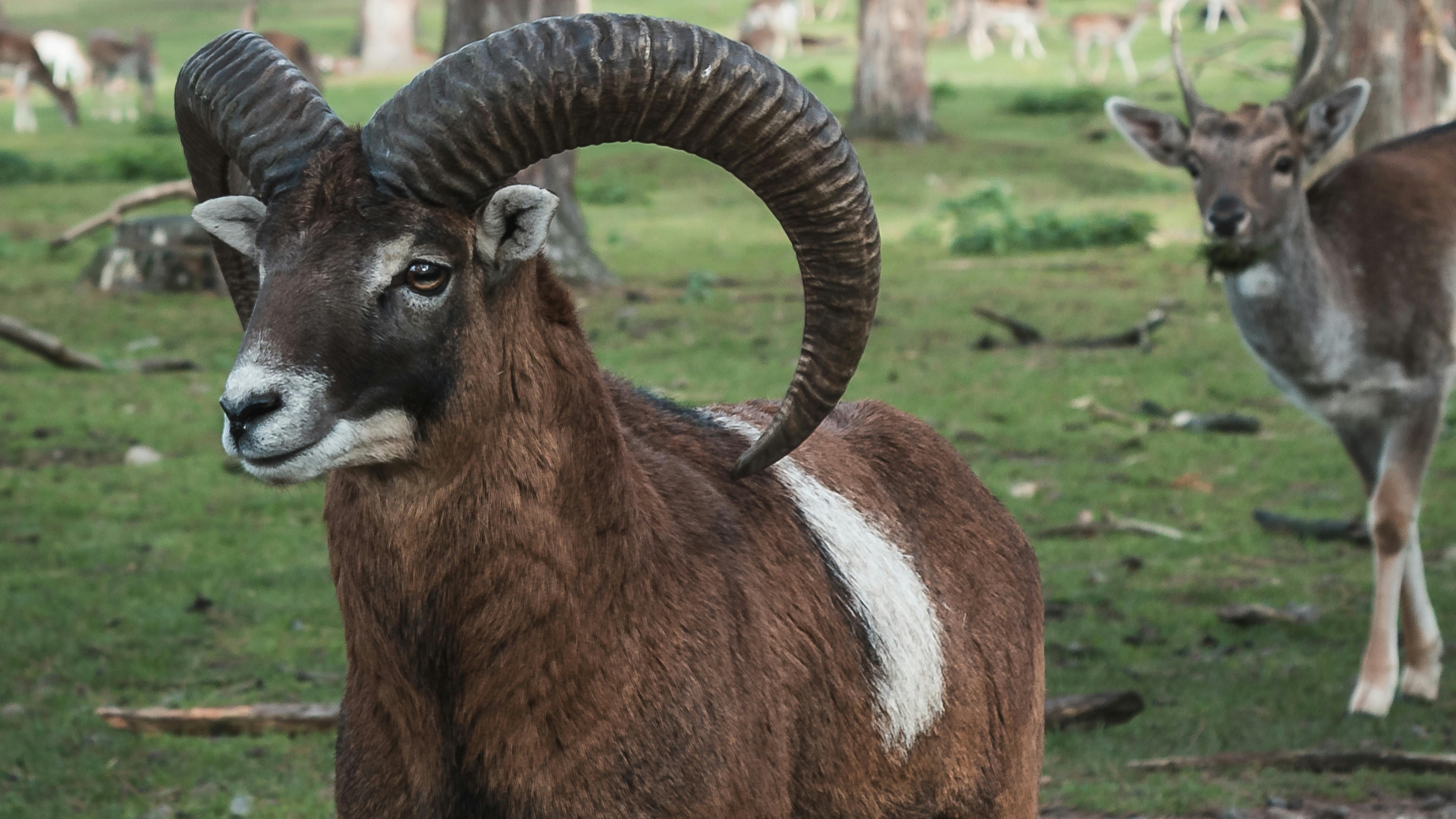 Close Up Photo of Goats with Big Horns · Free Stock Photo