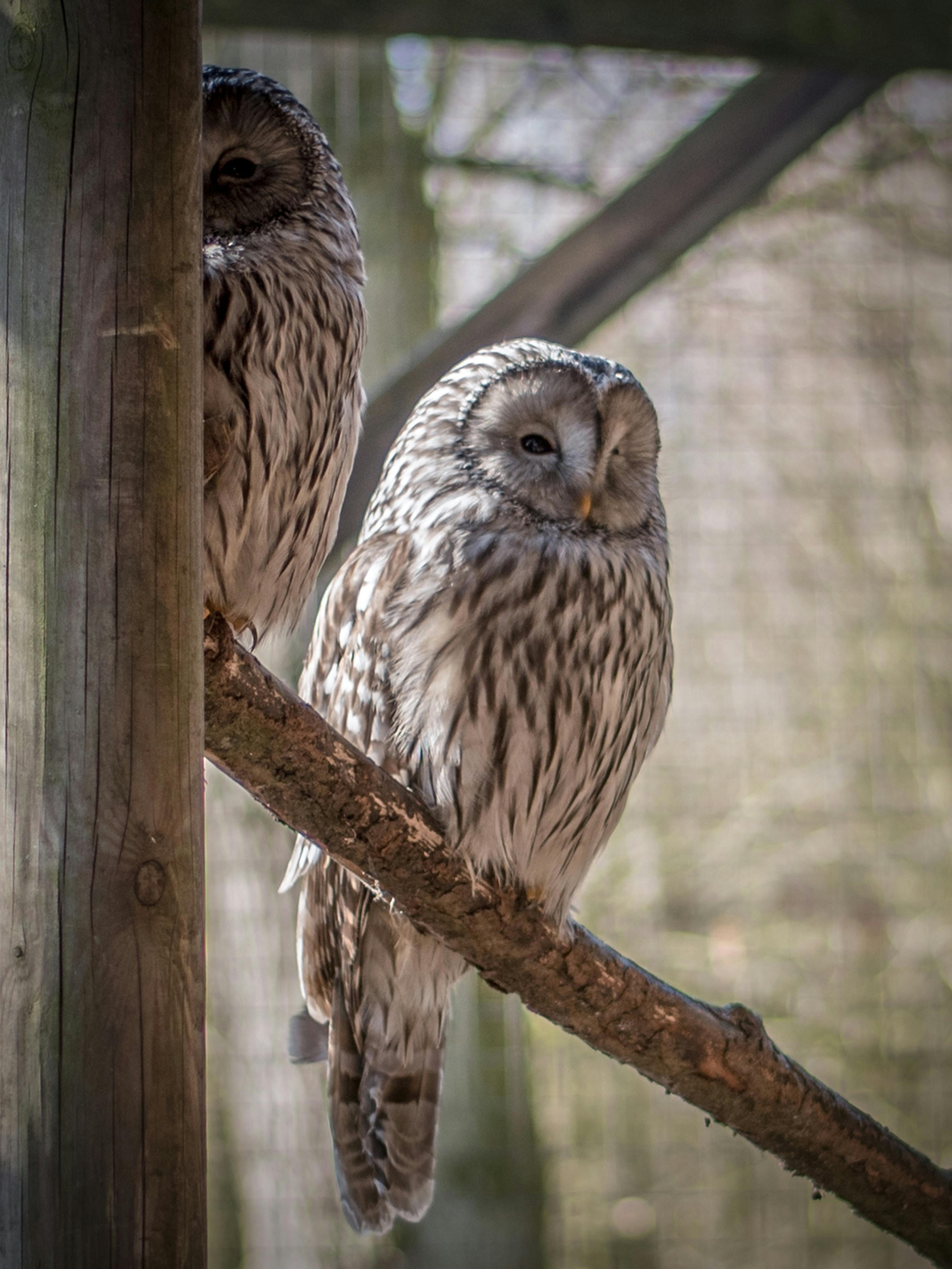 Owl Perched on Tree Branch · Free Stock Photo