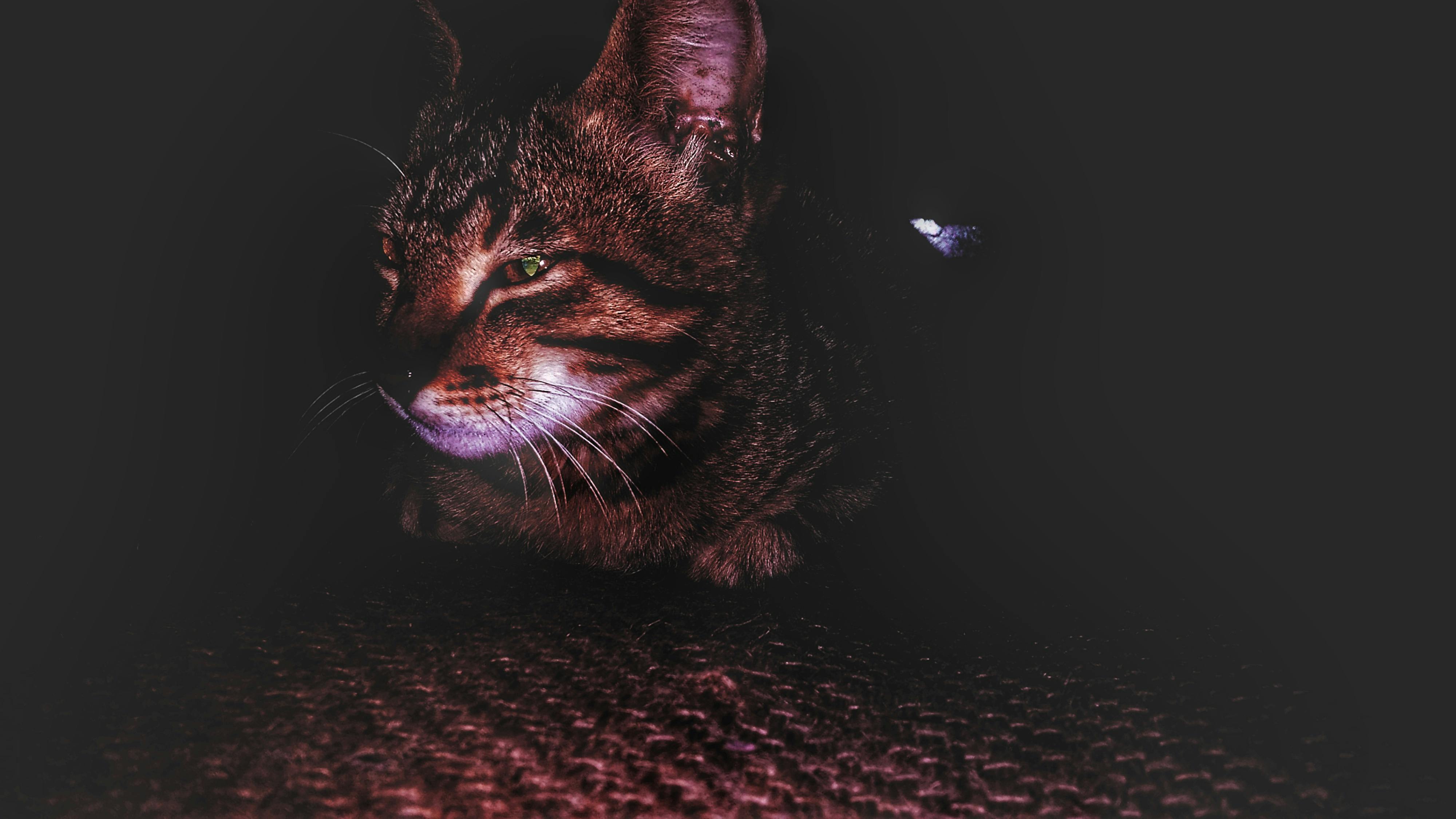 Free stock photo of action, active, animal