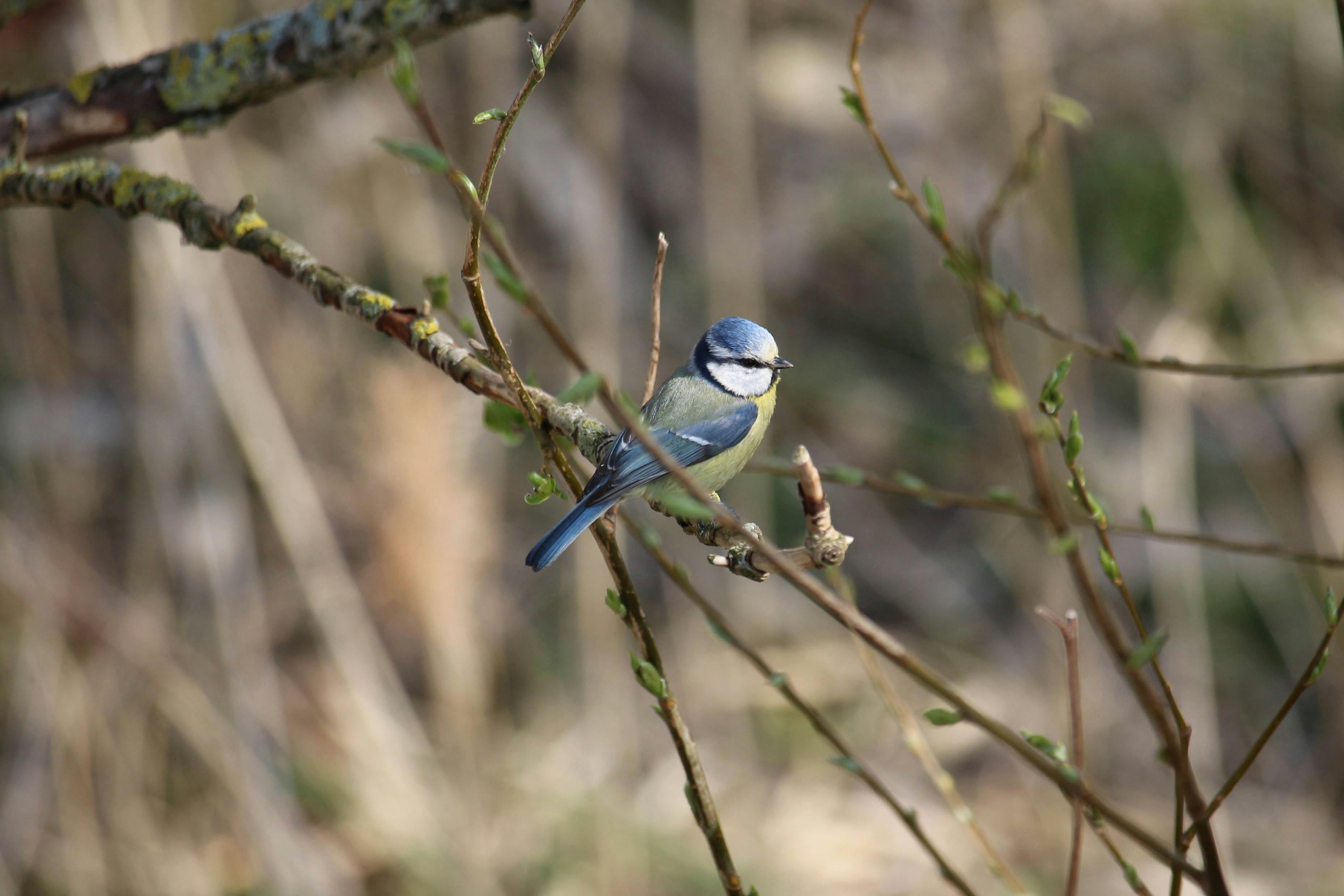 Blue Bird Perched on Tree Branch · Free Stock Photo
