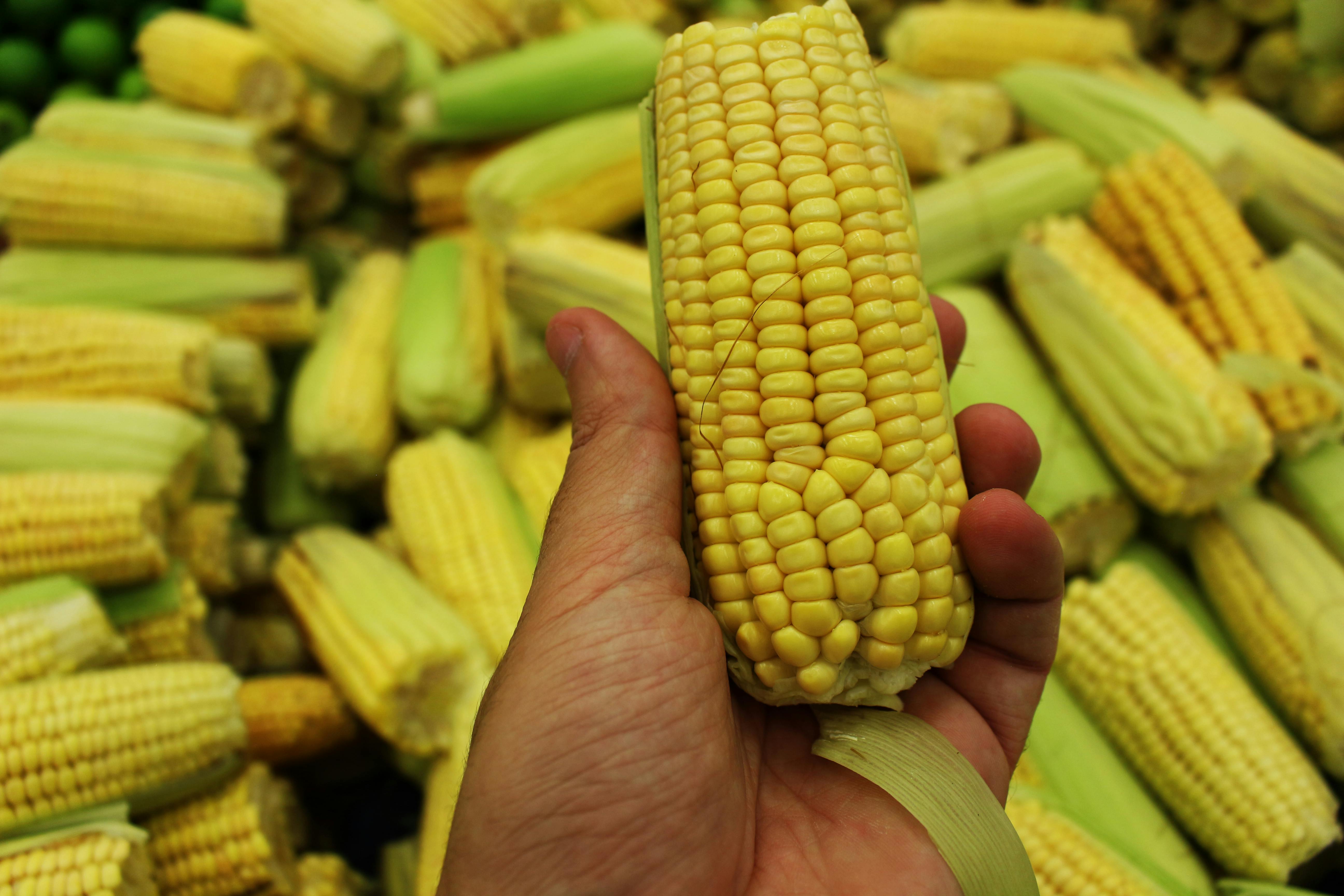 Bunch of Corn Cob · Free Stock Photo