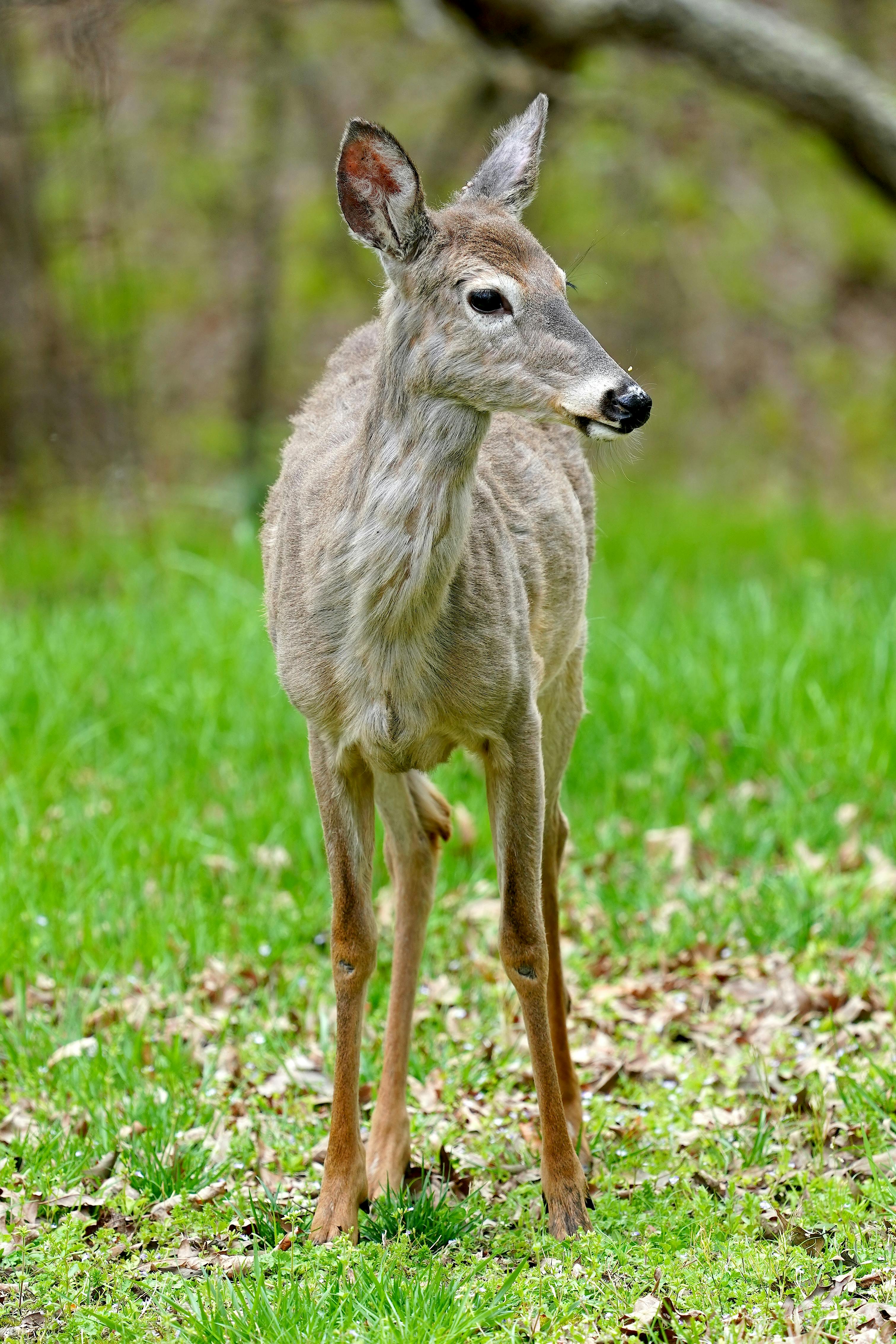 Photo of a Deer Looking Back · Free Stock Photo