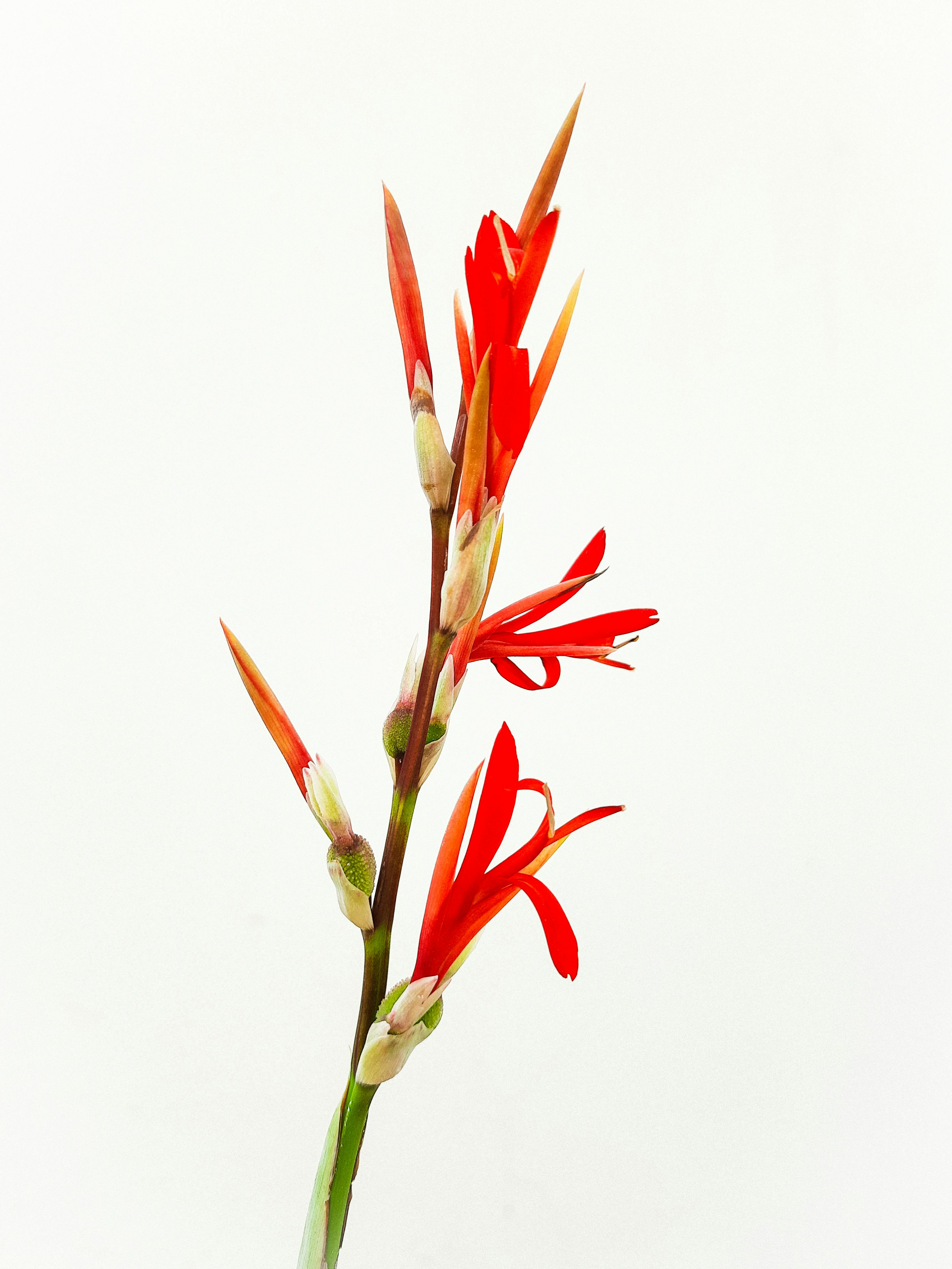 Red Flowers in Close Up Photography · Free Stock Photo