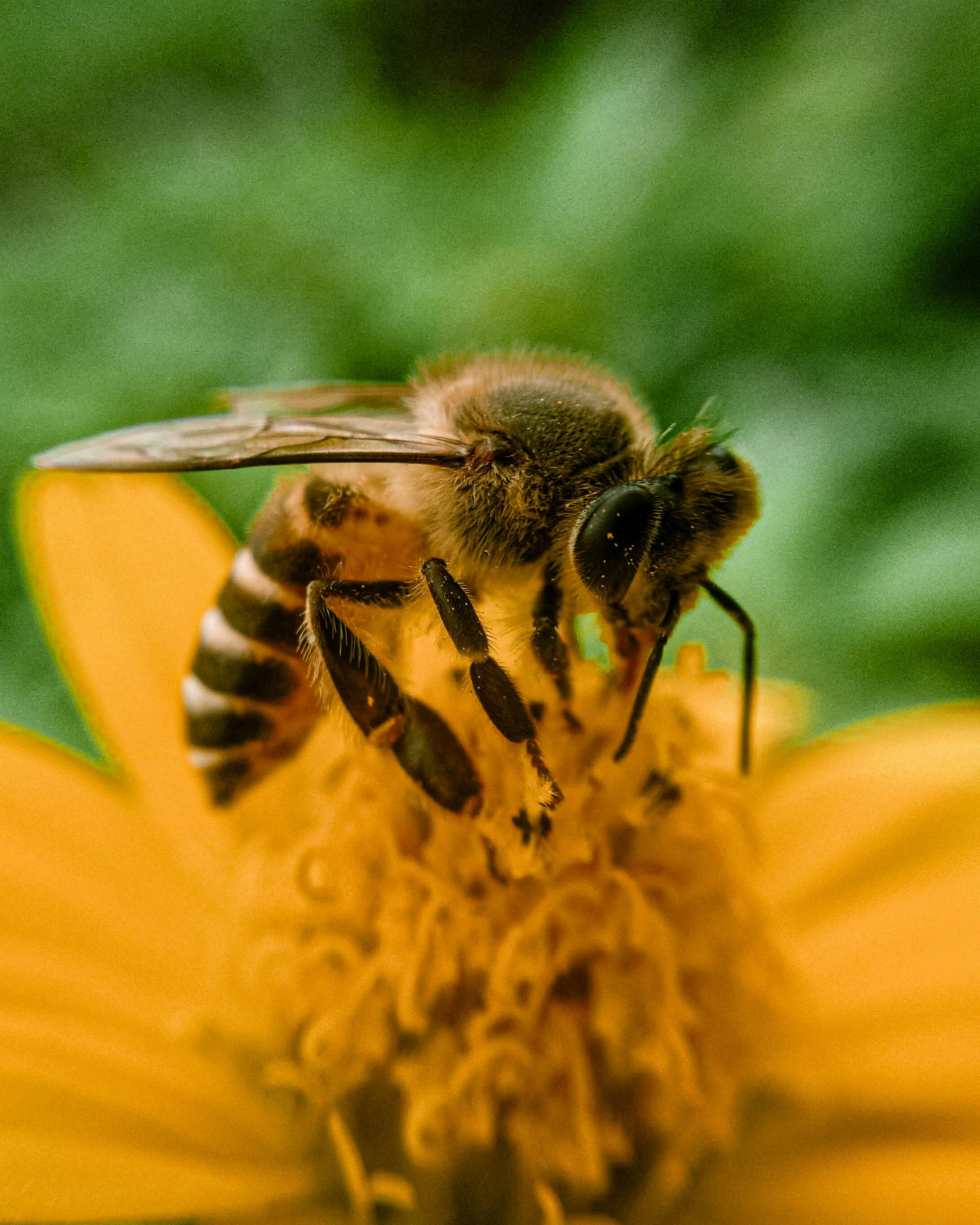 1,548+ Best Free Pollinators Stock Photos & Images · 100% Royalty-Free ...