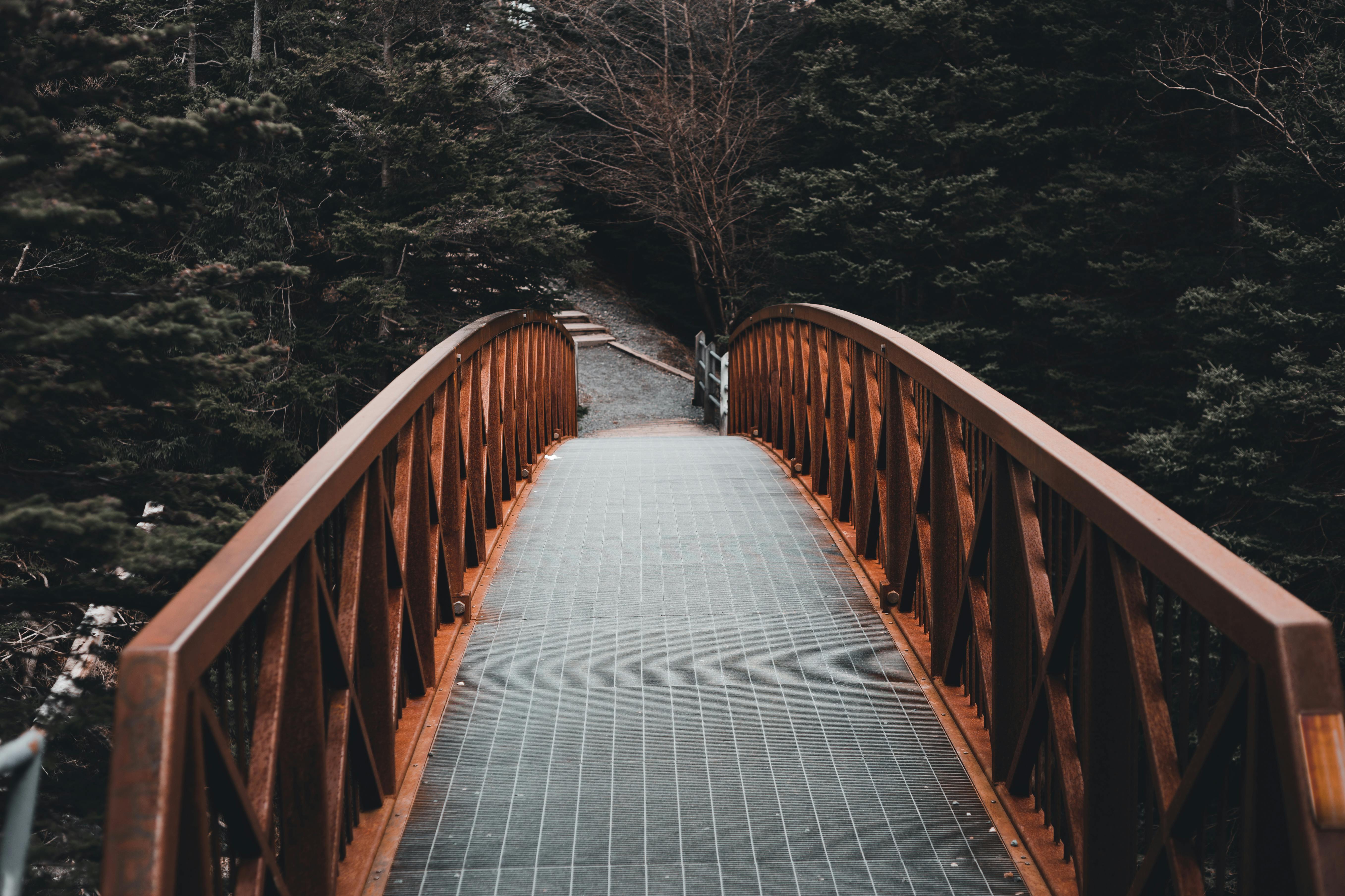 Bridge in the forest · Free Stock Photo
