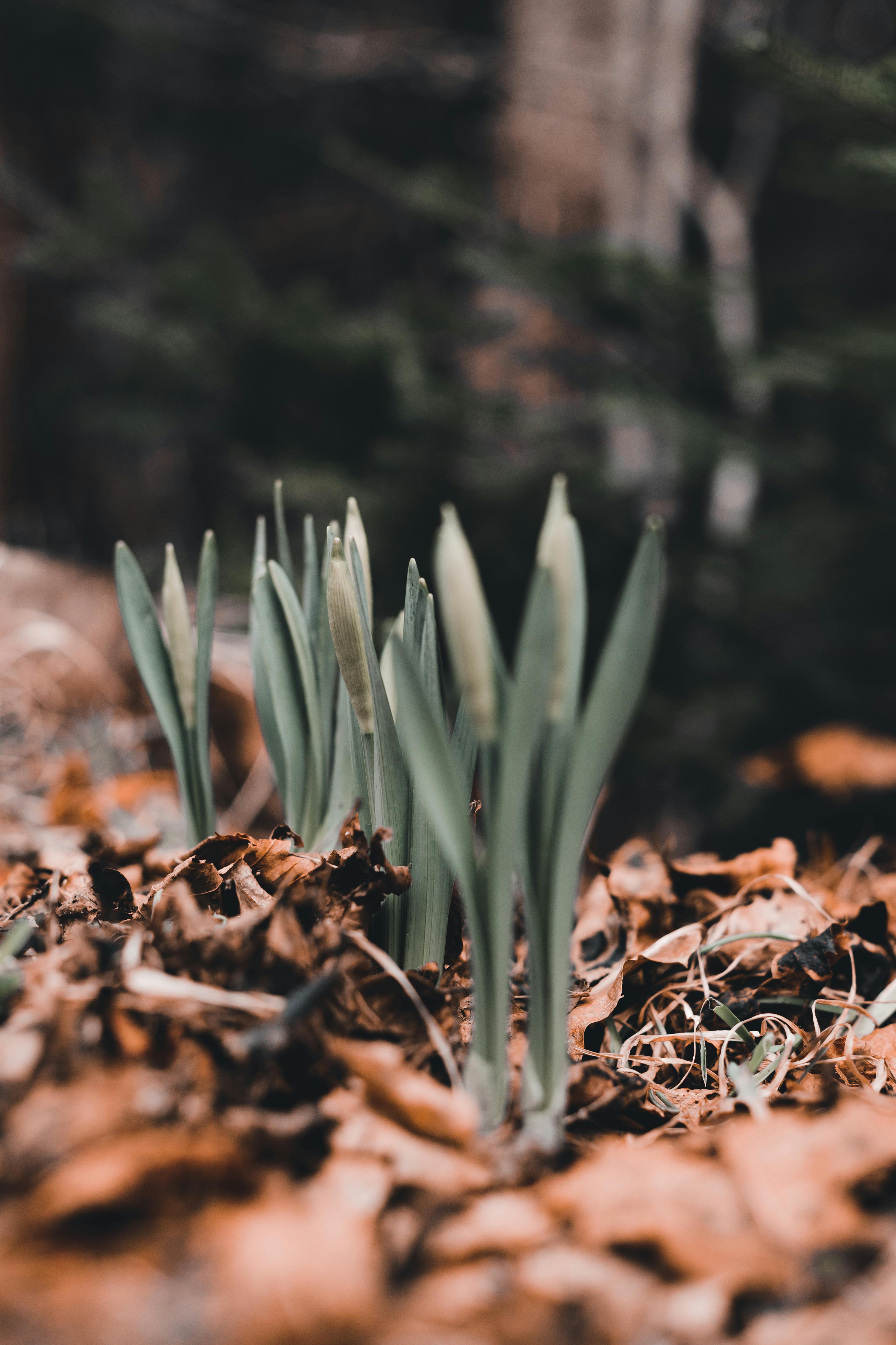 Faded flowers on sprigs in autumn garden · Free Stock Photo