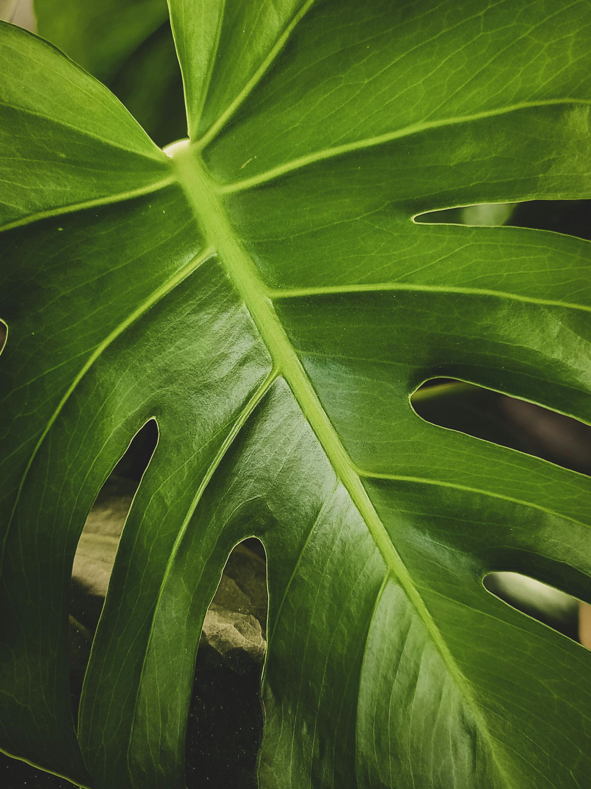 Close-Up Photo of Green Leaf Plant · Free Stock Photo