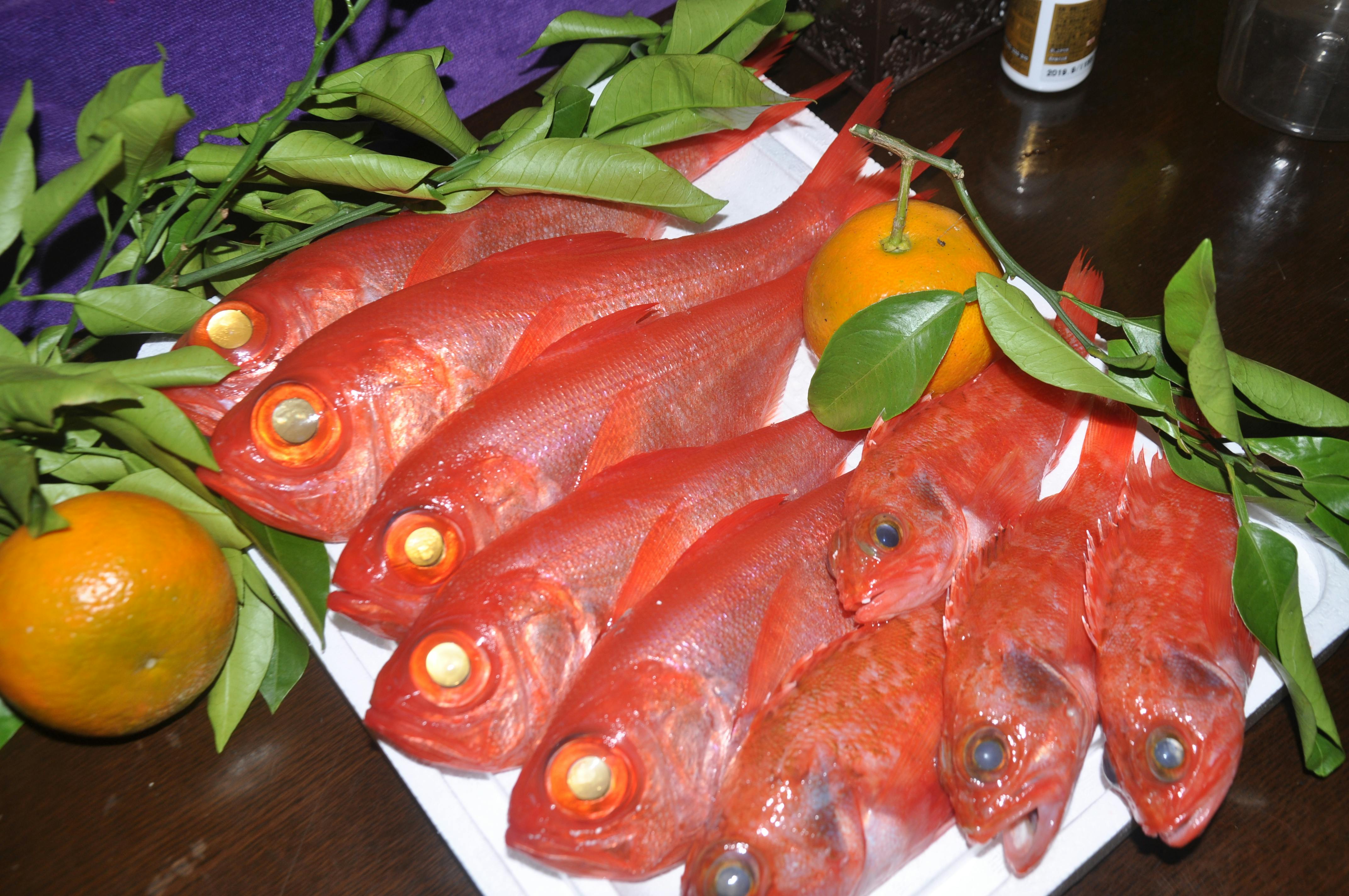 Free stock photo of fish