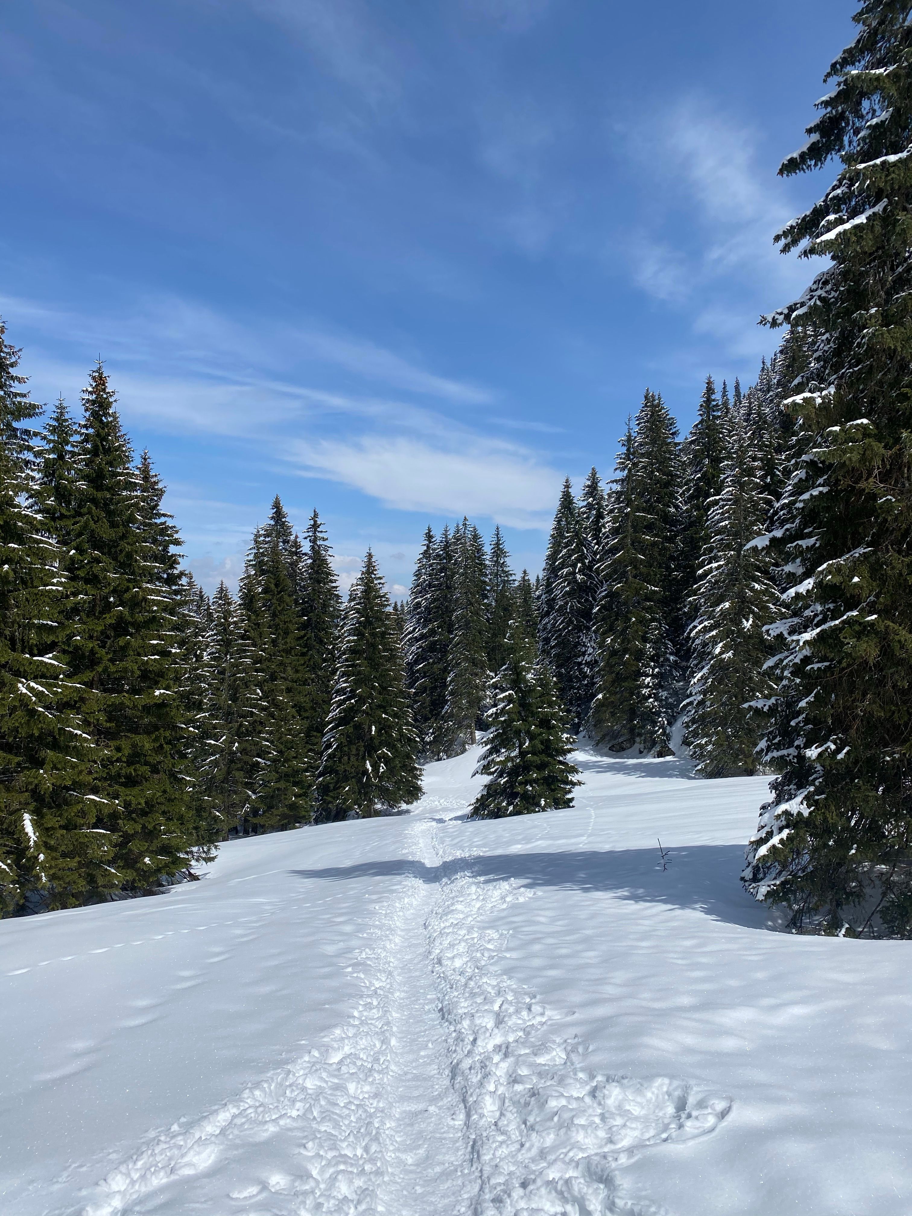 A Pine Trees on a Snow Covered Ground · Free Stock Photo