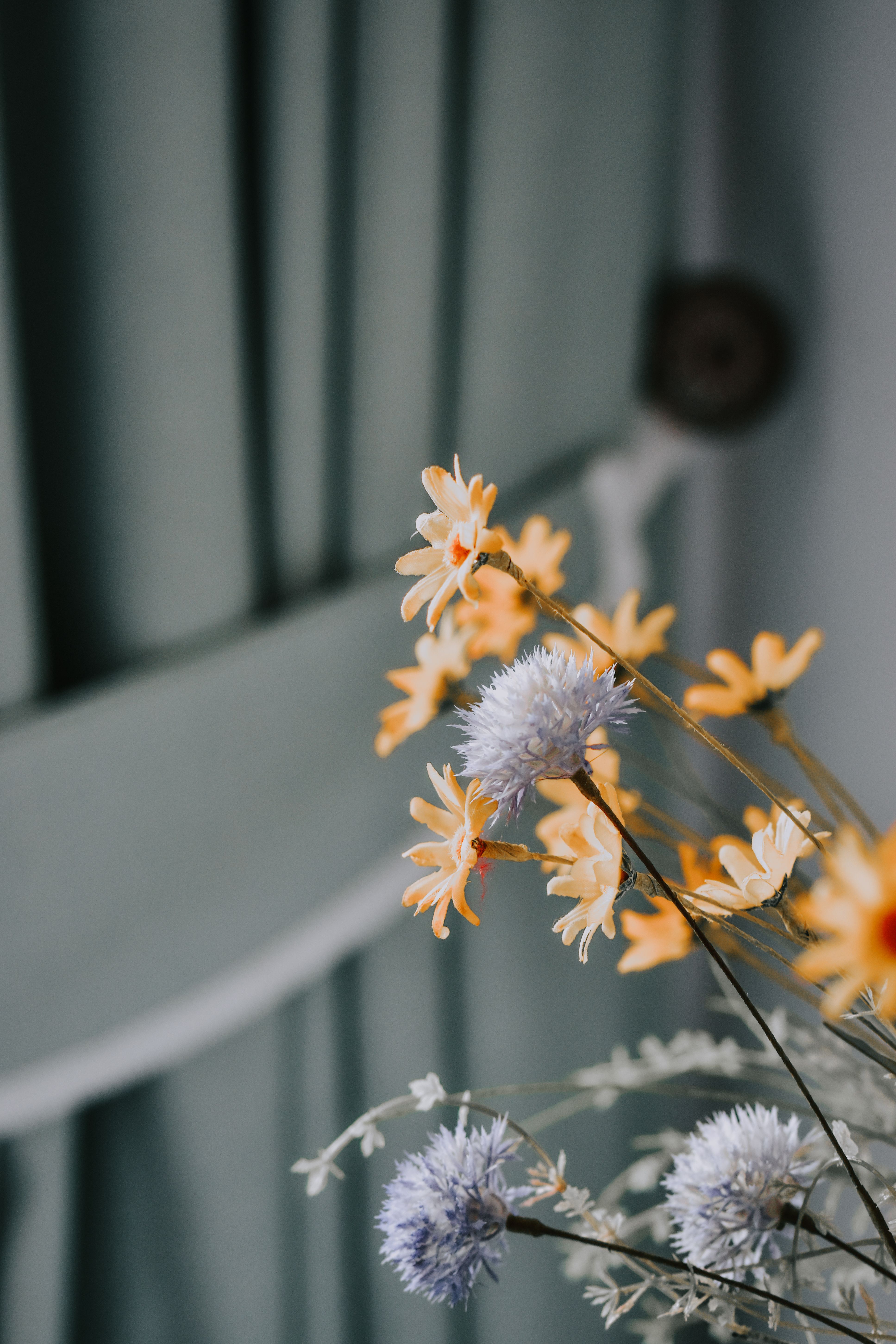 Close-up of Beautiful Delicate Flowers · Free Stock Photo