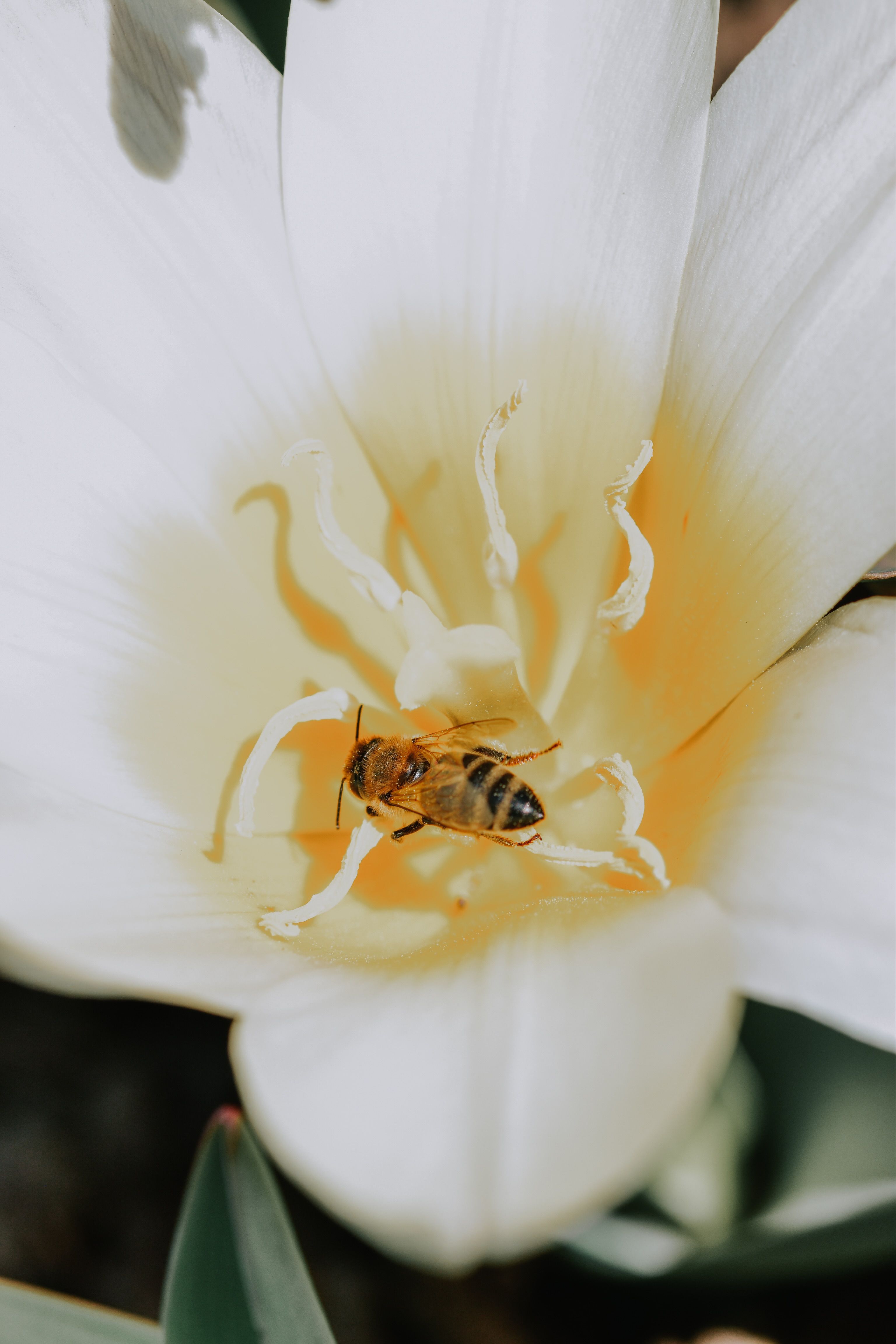 Foto de stock gratuita sobre abeja, de cerca, fotografía de insectos ...
