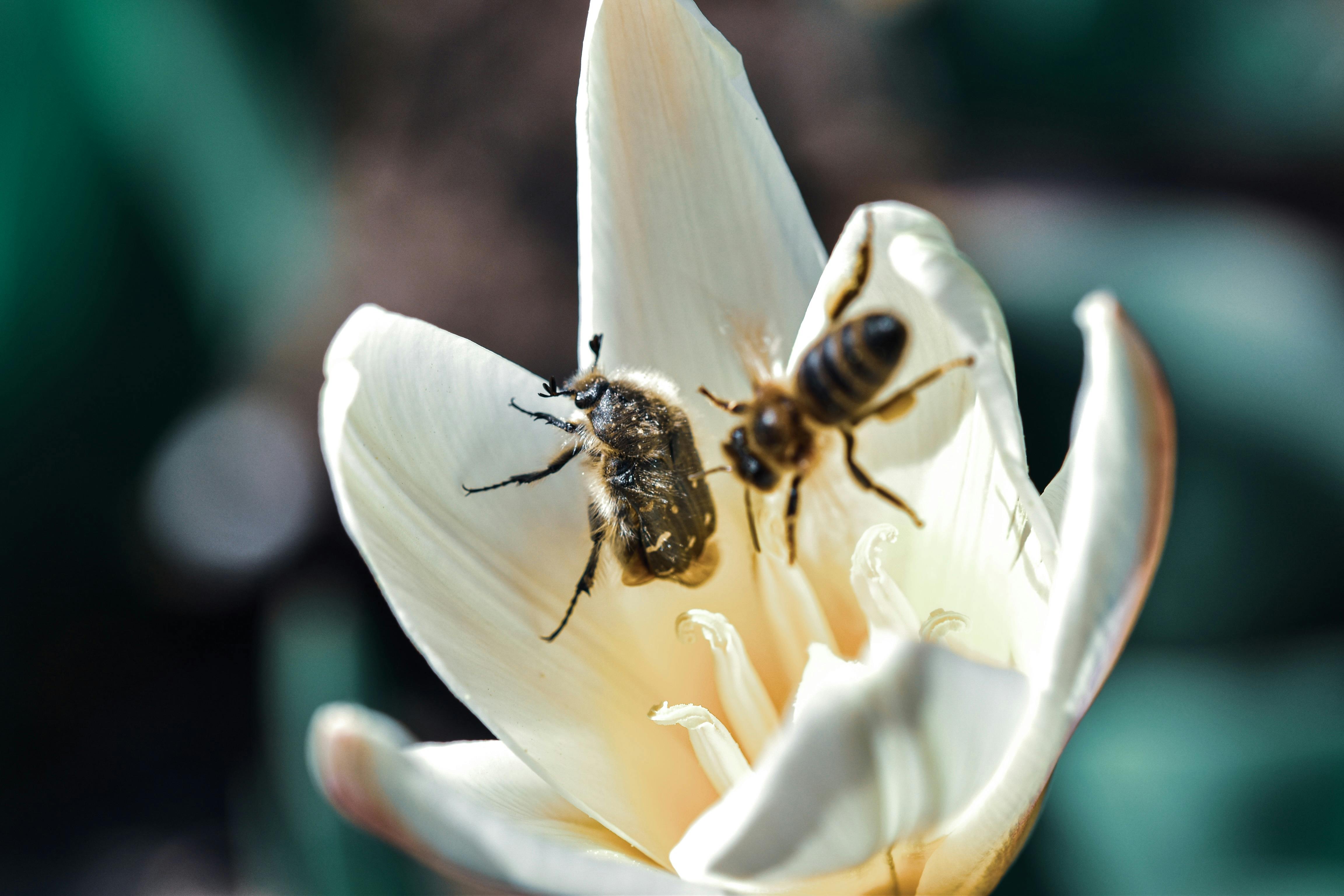 Close-Up Shot of Insects on a White Flower · Free Stock Photo