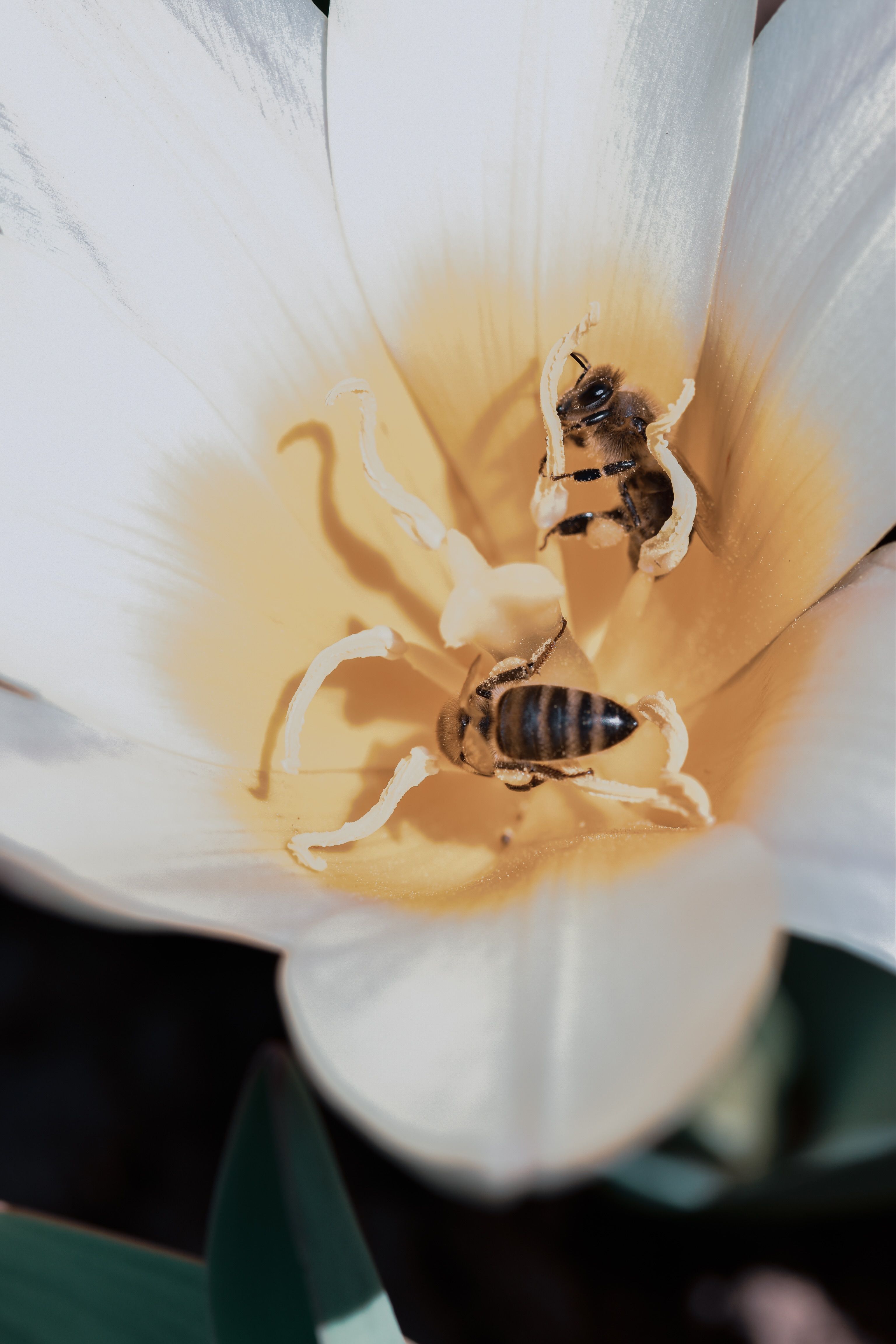 Foto de stock gratuita sobre abeja, de cerca, fotografía de insectos ...