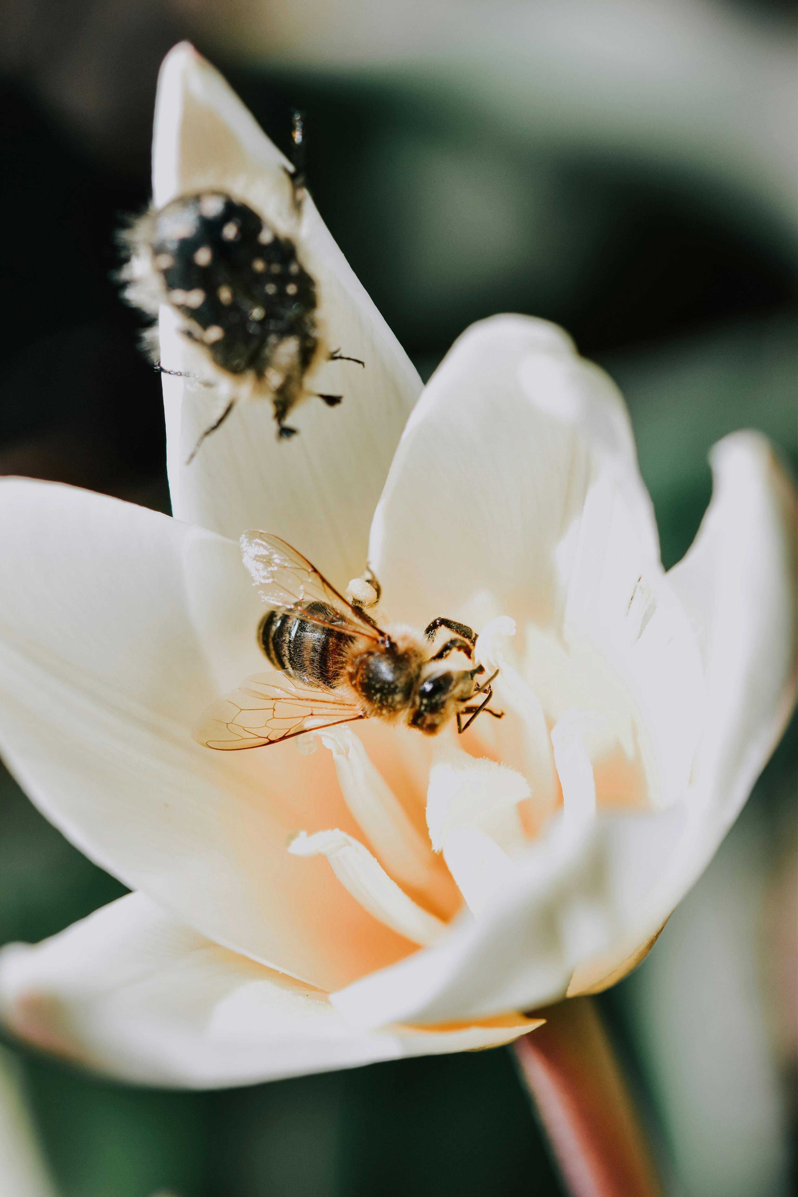 3,000+ Best Bee Photos · 100% Free Download · Pexels Stock Photos