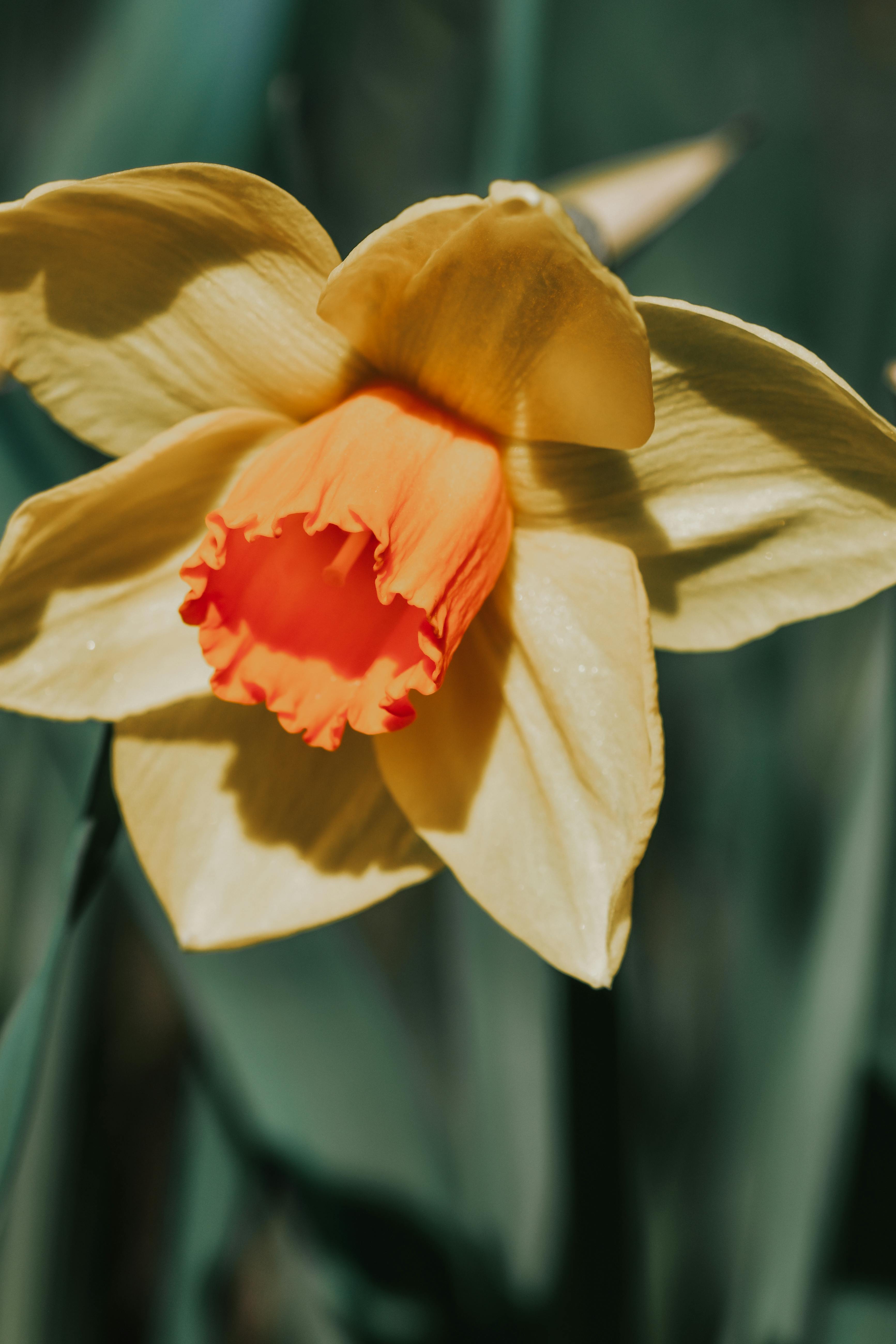 Close-Up Shot of Wild Flowers in Bloom · Free Stock Photo