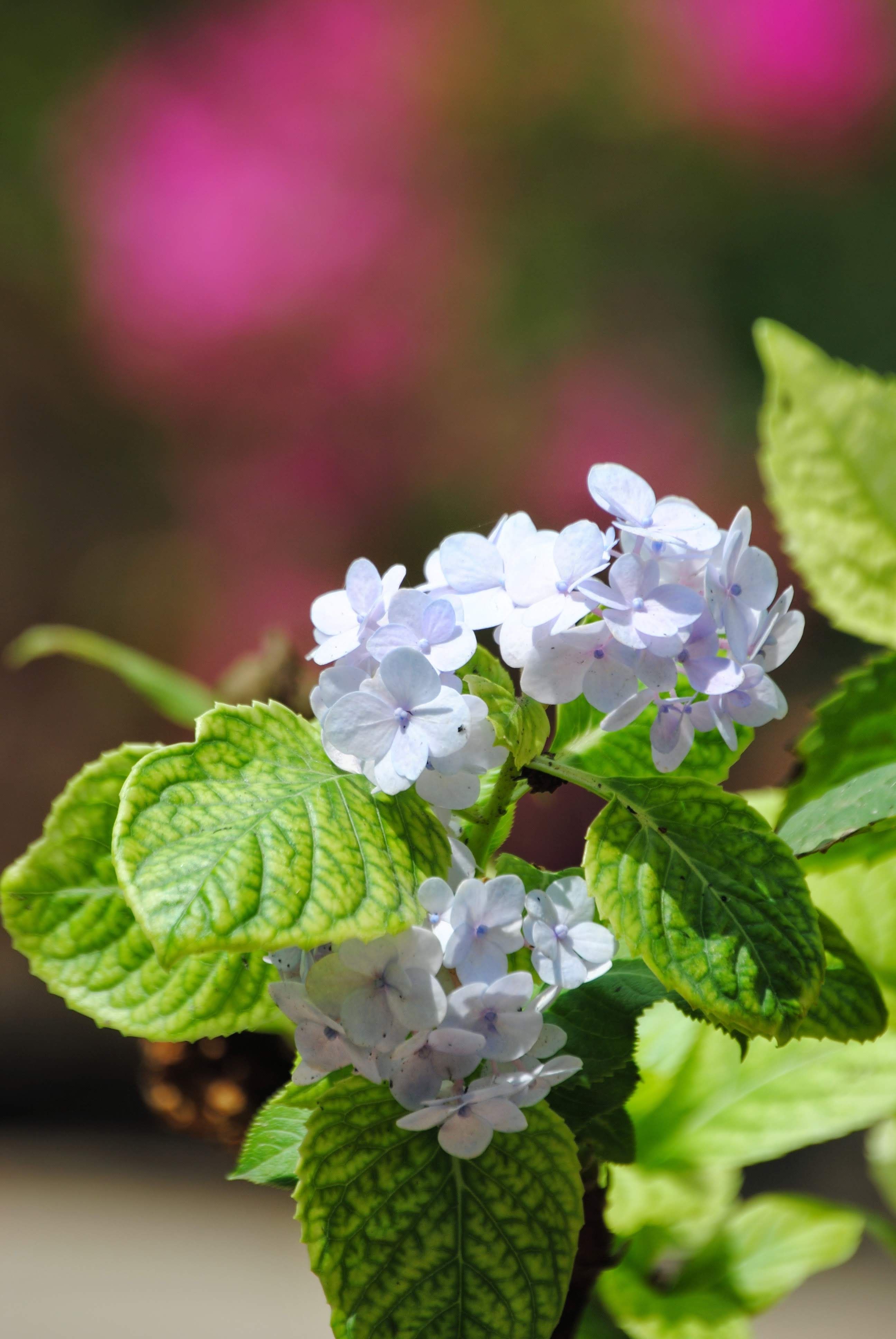 A Close-Up Shot of Beautiful Flowers · Free Stock Photo