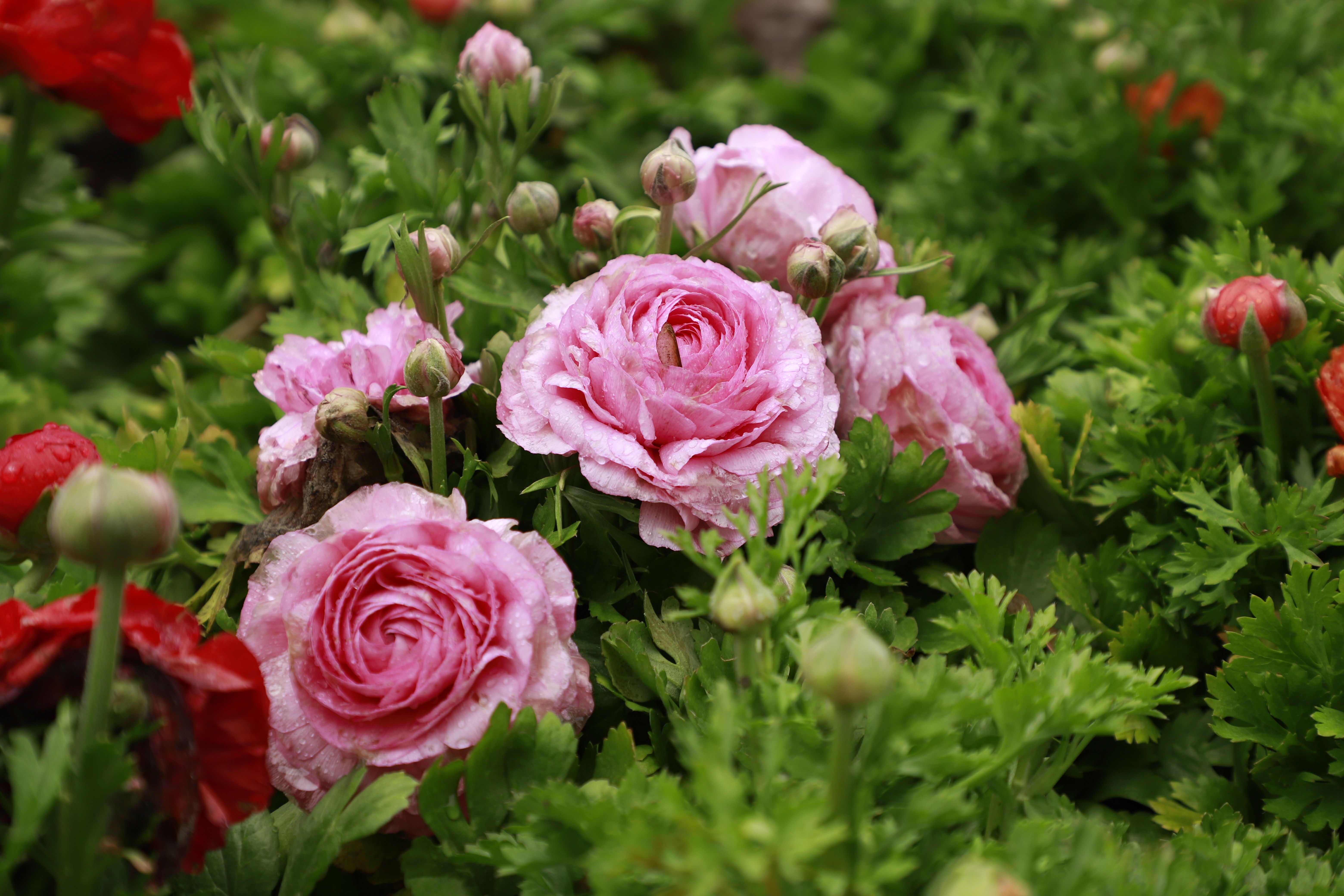 Close-up Photo of Pink Garden Rose Flowers · Free Stock Photo