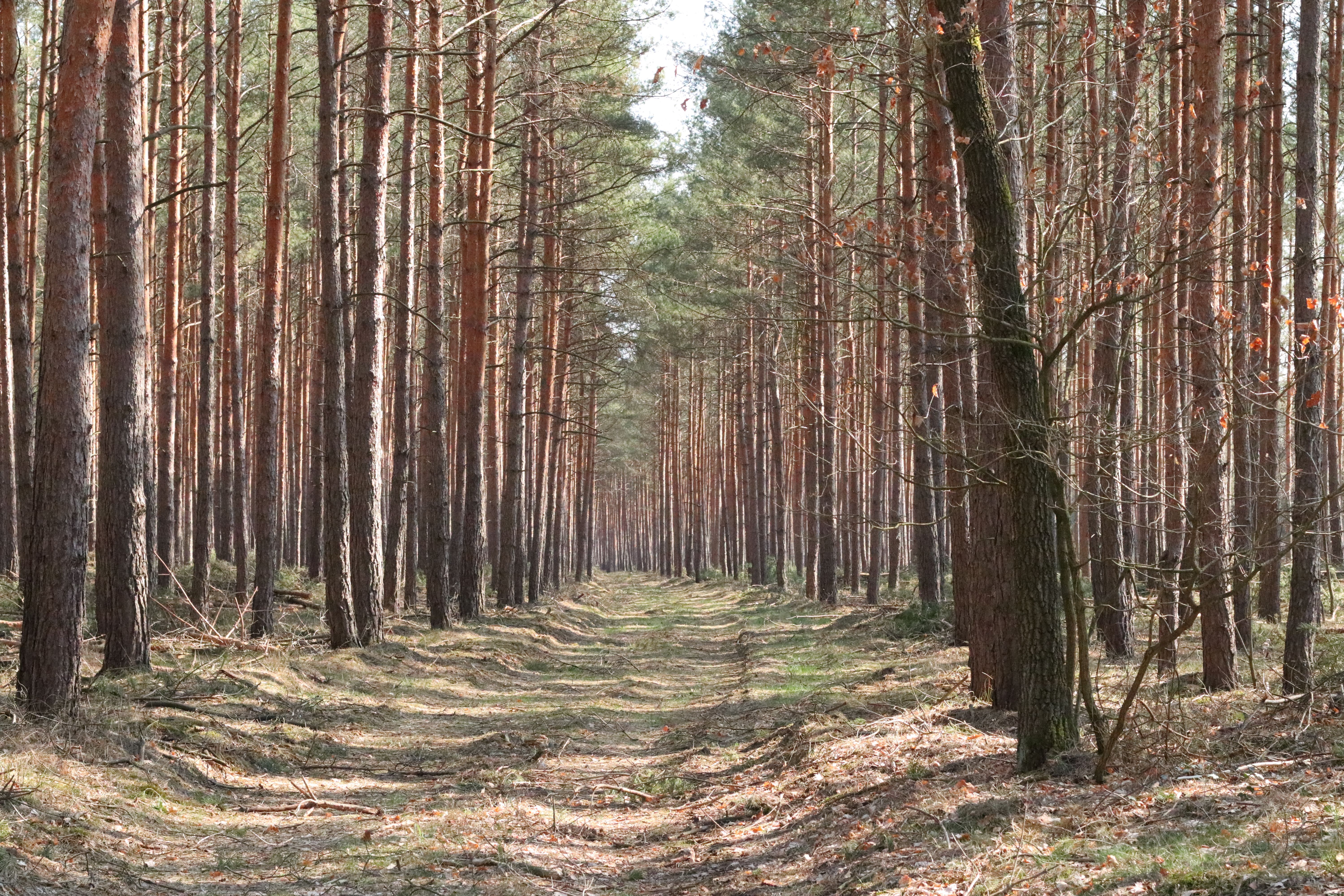Brown Trees on Brown Field · Free Stock Photo
