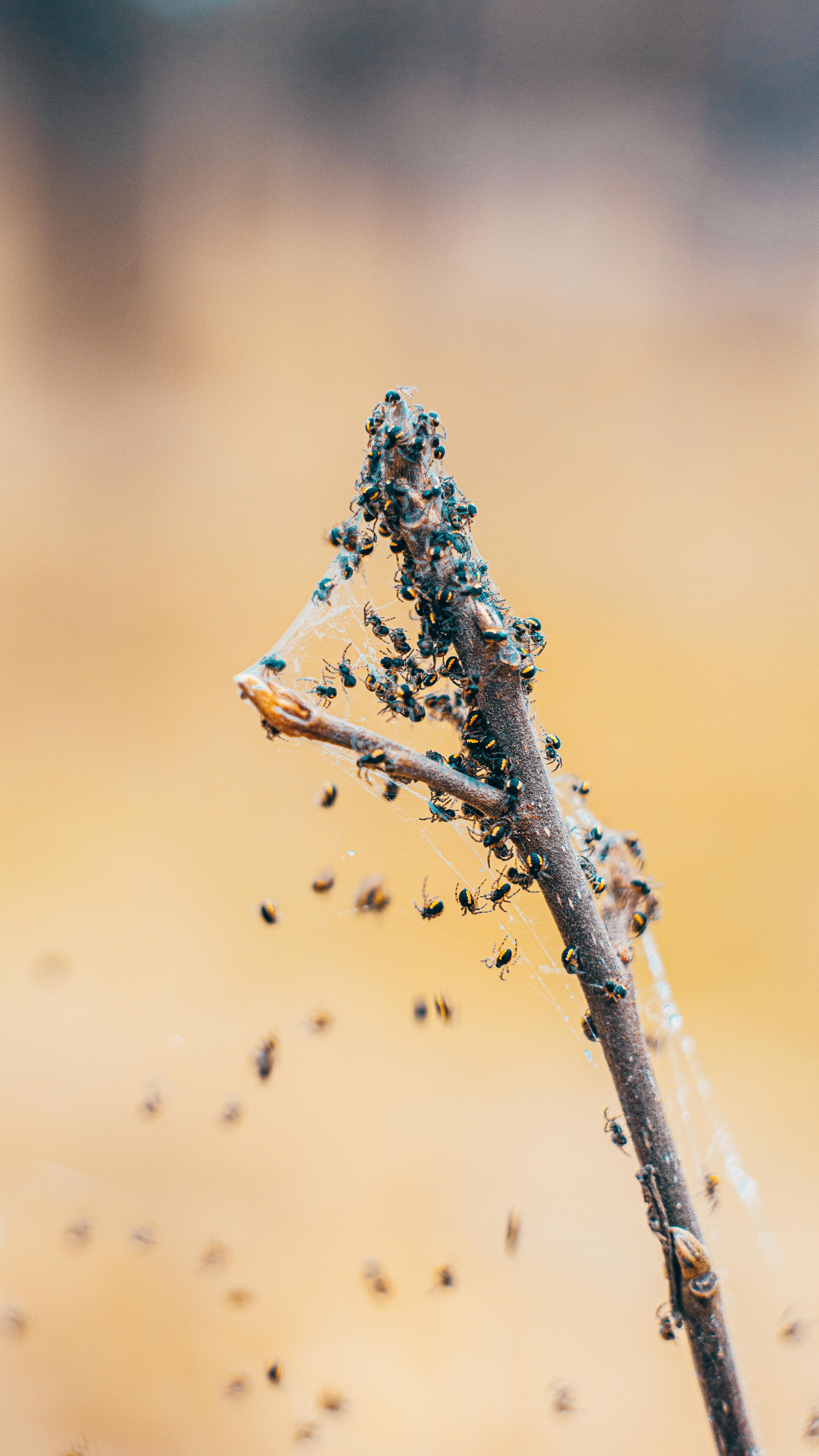 Ants on Wooden Stick · Free Stock Photo