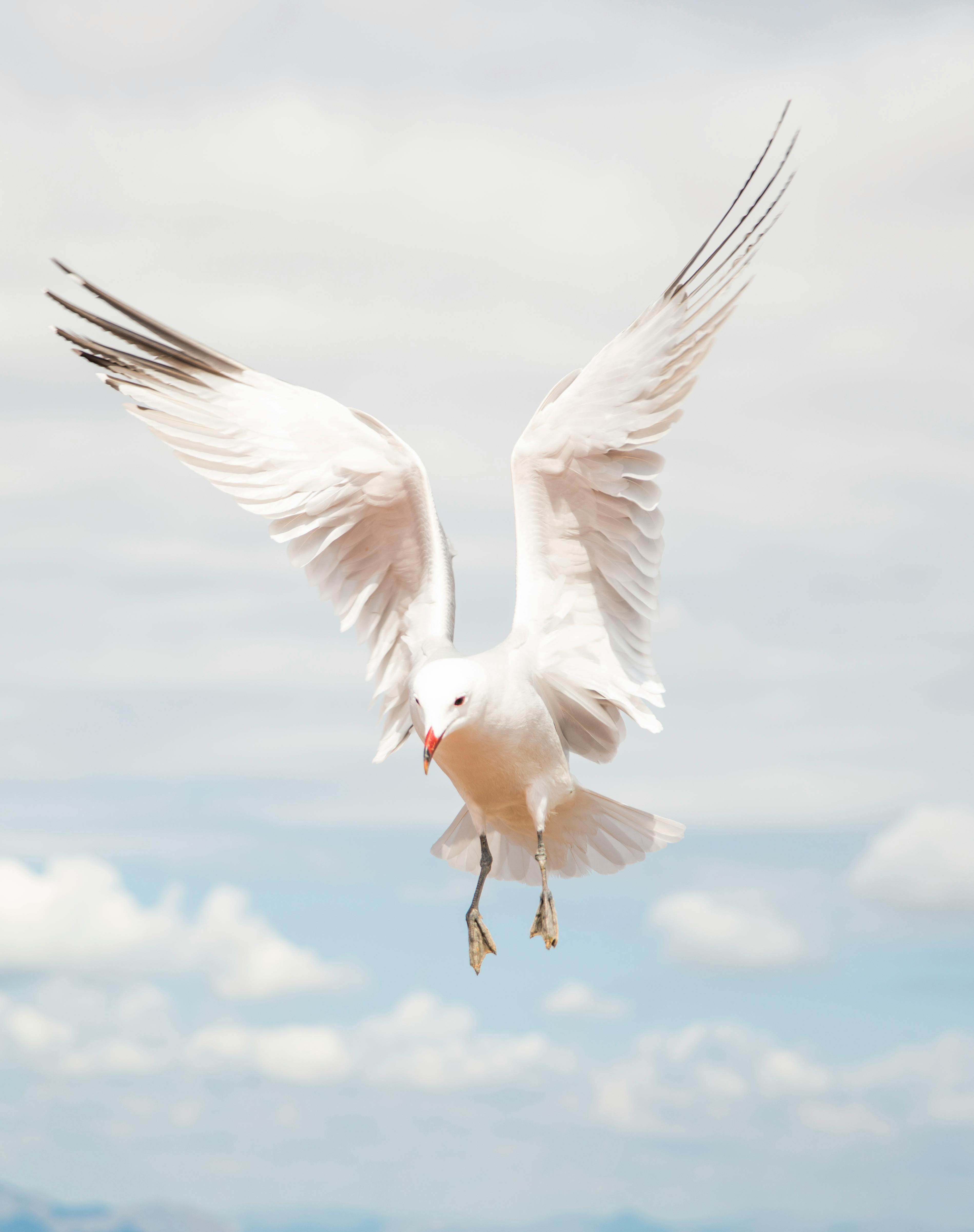 White Bird Flying · Free Stock Photo