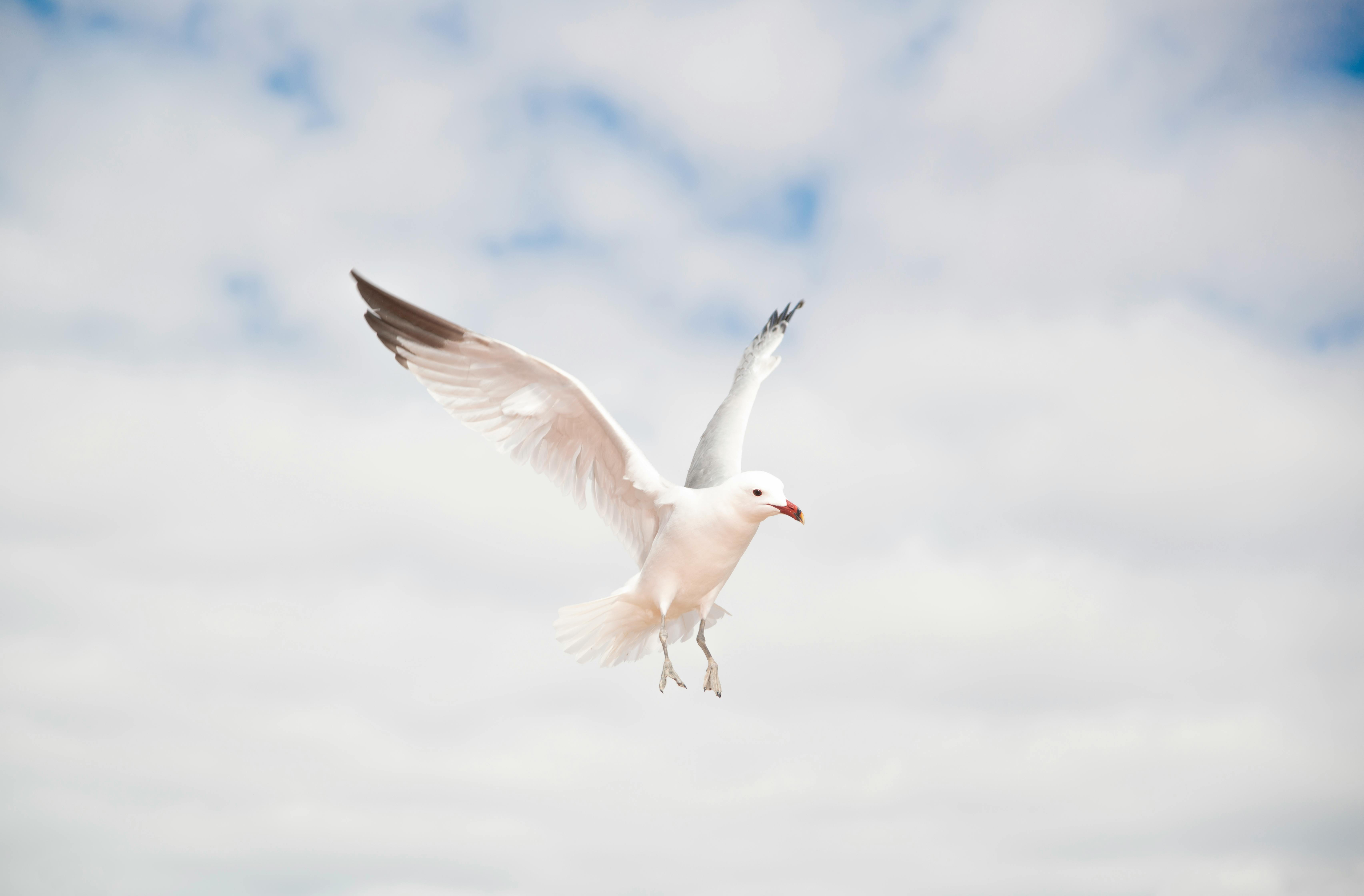 White Bird Flying Under White Clouds · Free Stock Photo