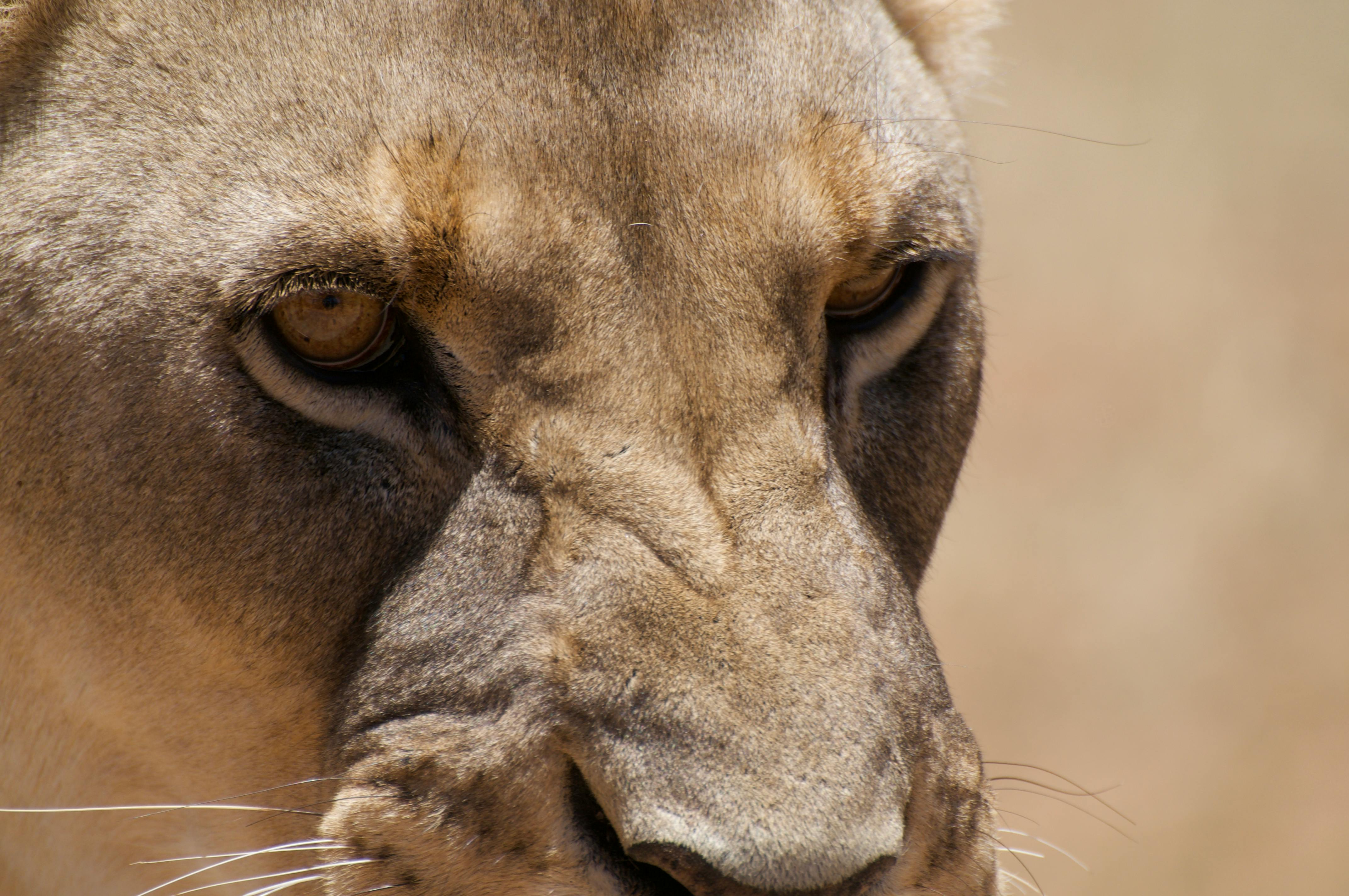 Lion's Eyes · Free Stock Photo