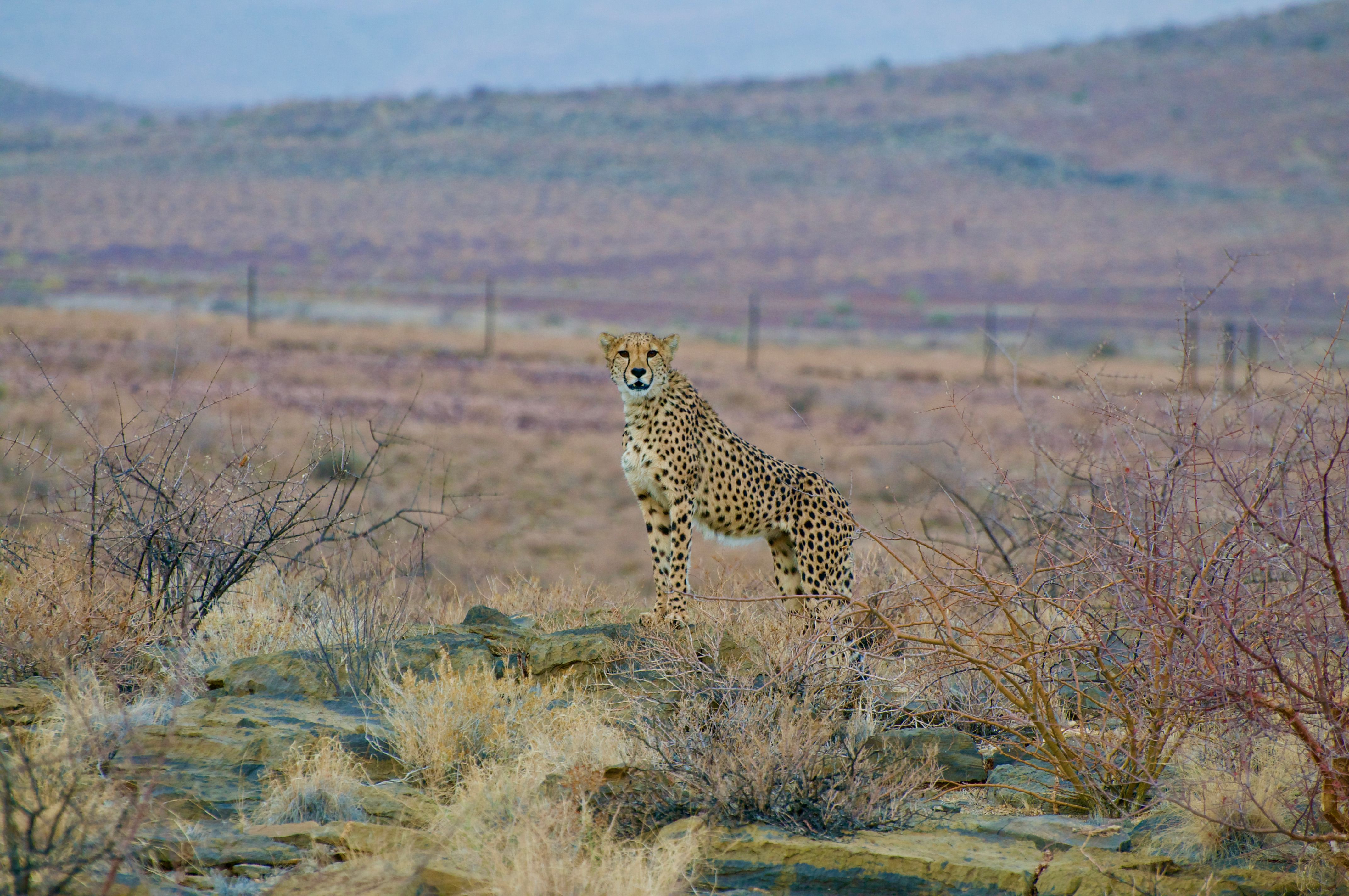 Photo of Three Cheetahs Sitting · Free Stock Photo